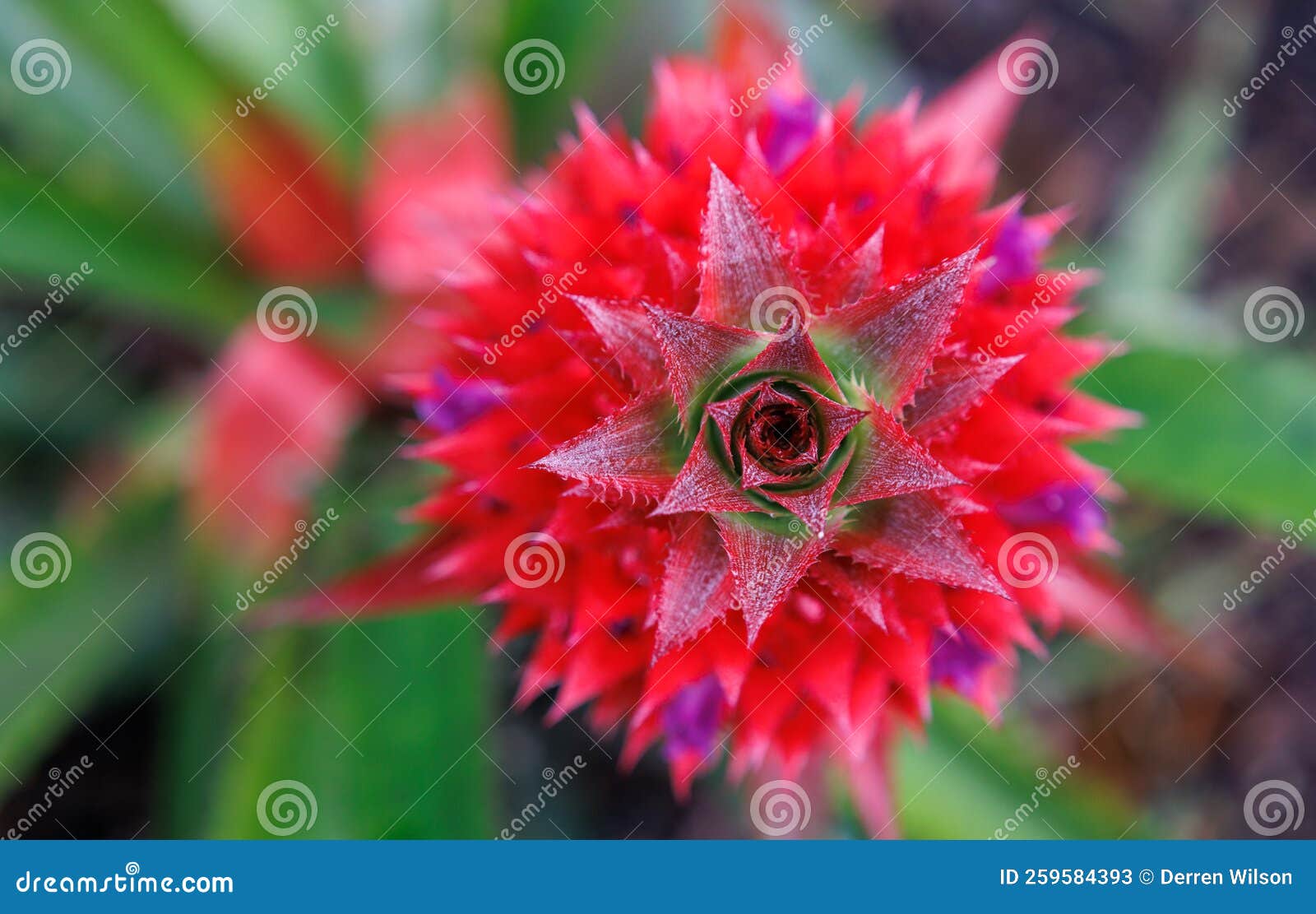 Top View of a Red Pineapple Stock Image - Image of plant, exotic: 259584393