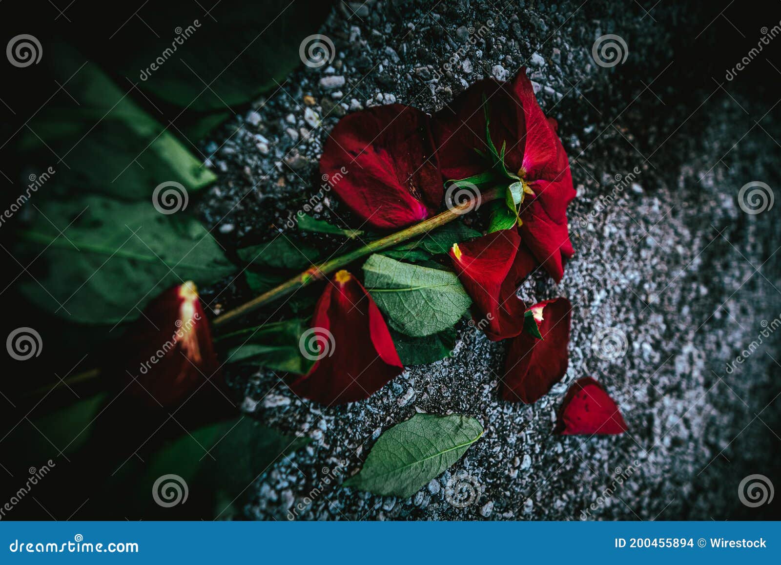 Top View of the Red Rose on the Ground - Great for Wallpapers Stock ...