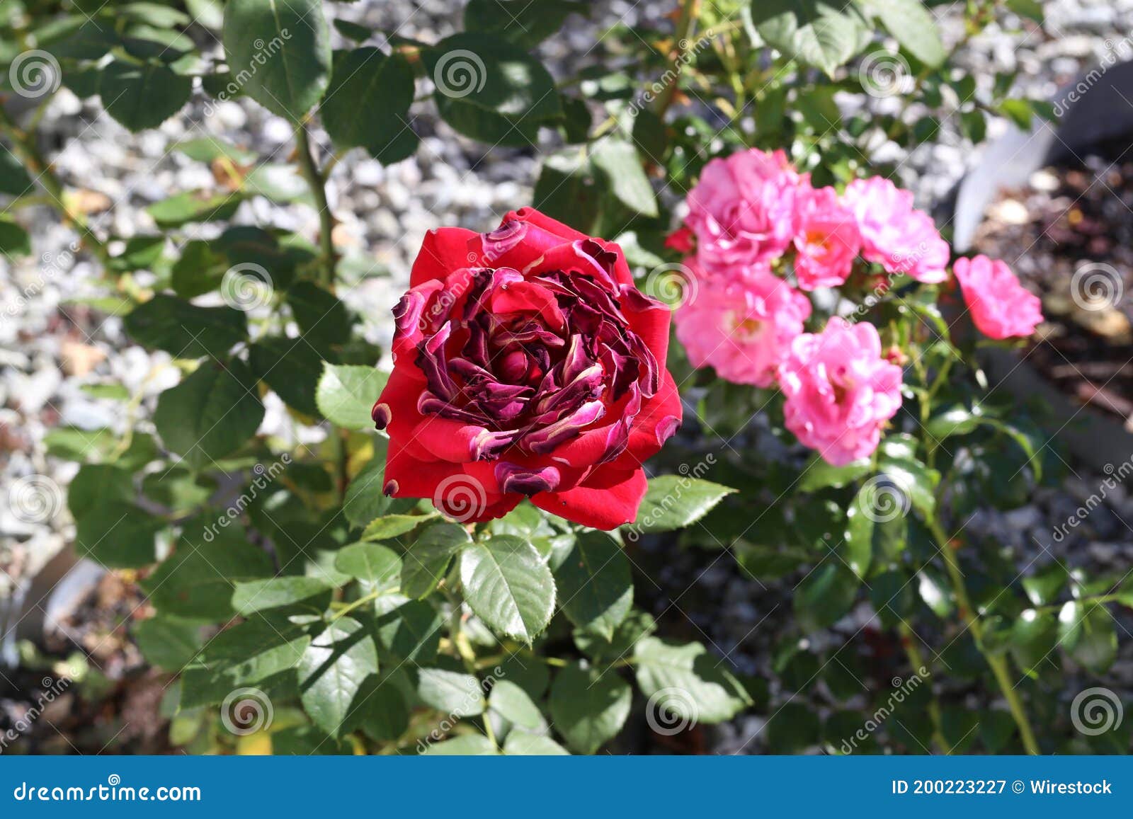 Top View of a Red Rose Seared by the Sun Stock Image - Image of flowers ...