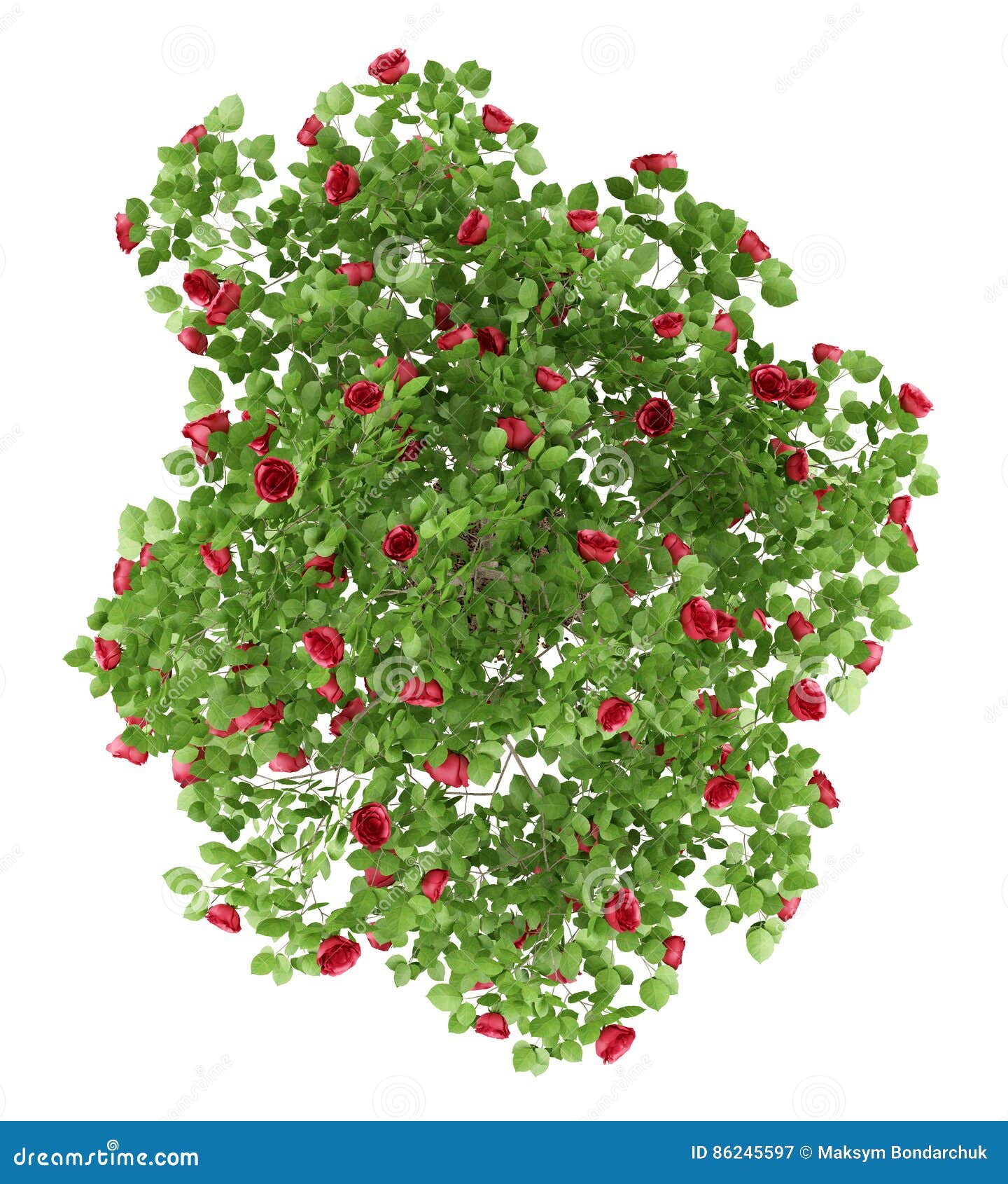 Top View of Red Rose Shrub Plant Isolated on White Stock Illustration ...