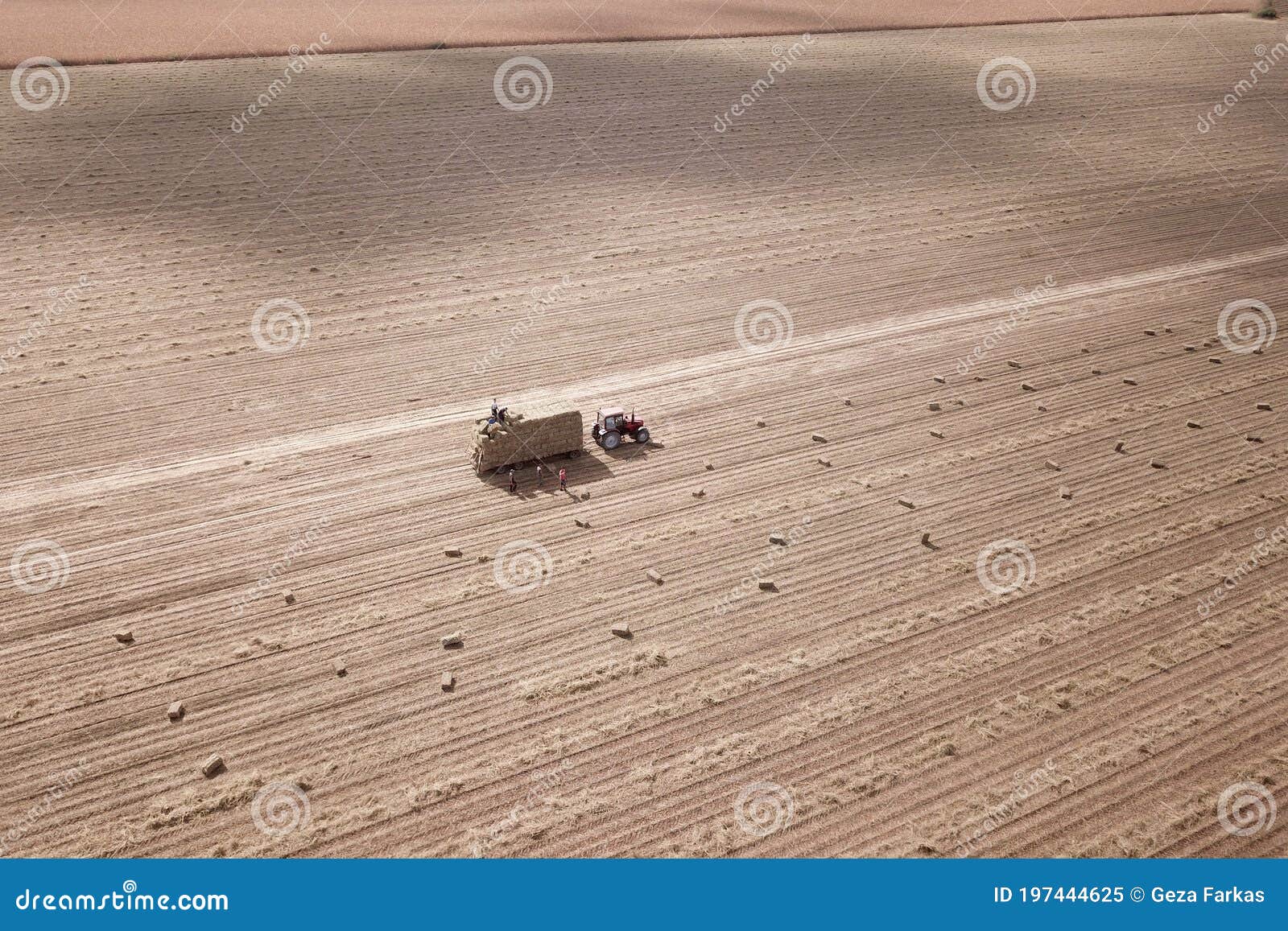 Top View of Red Tractor and Workers Baling and Collecting Hay Stock ...