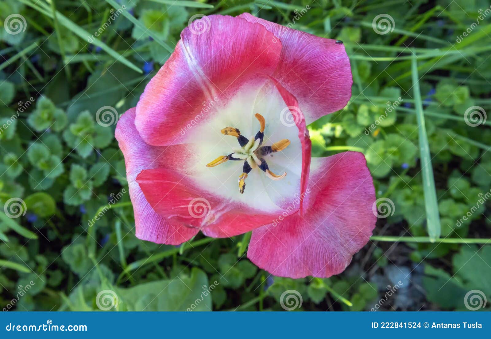 Top view of a red tulip stock photo. Image of tulip - 222841524