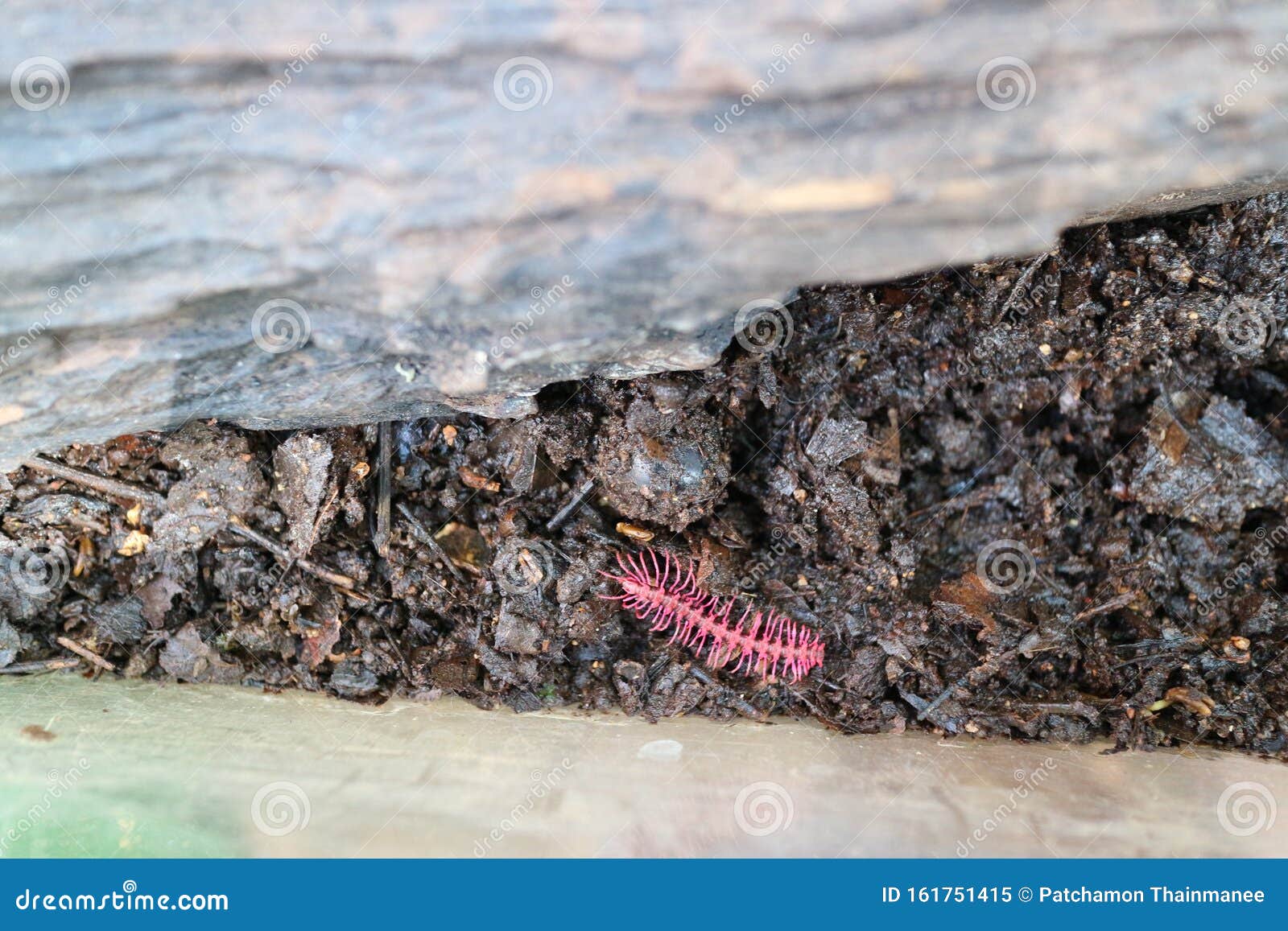 Top View, Red Worms Walking on the Ground Stock Image - Image of asia ...
