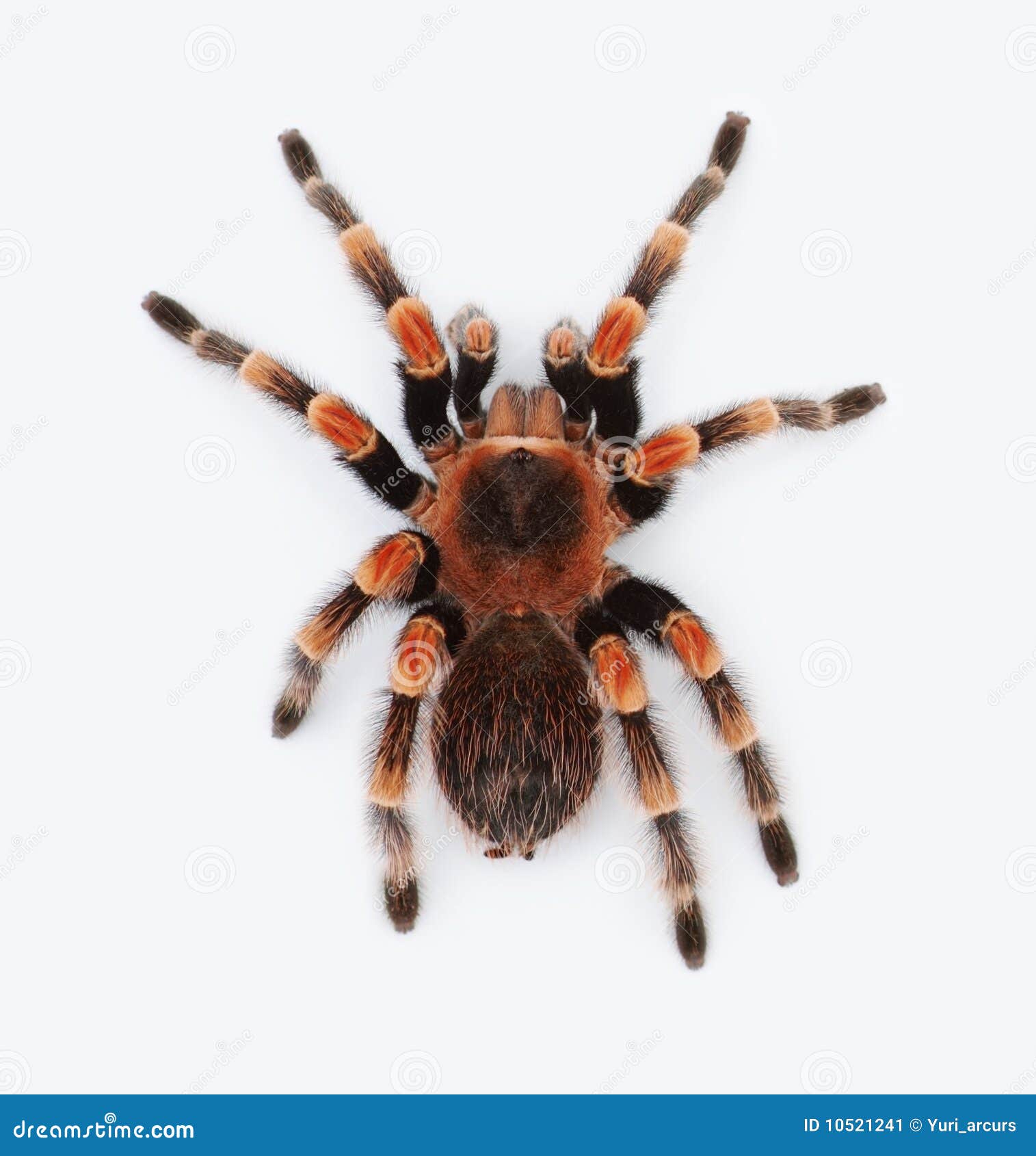 Top View of a Redknee Tarantula Stock Image - Image of exotic, crawling ...