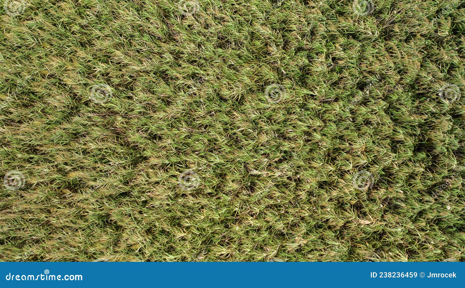 Top View of a Reed Covered Meadow Creating Background Structure. Stock ...
