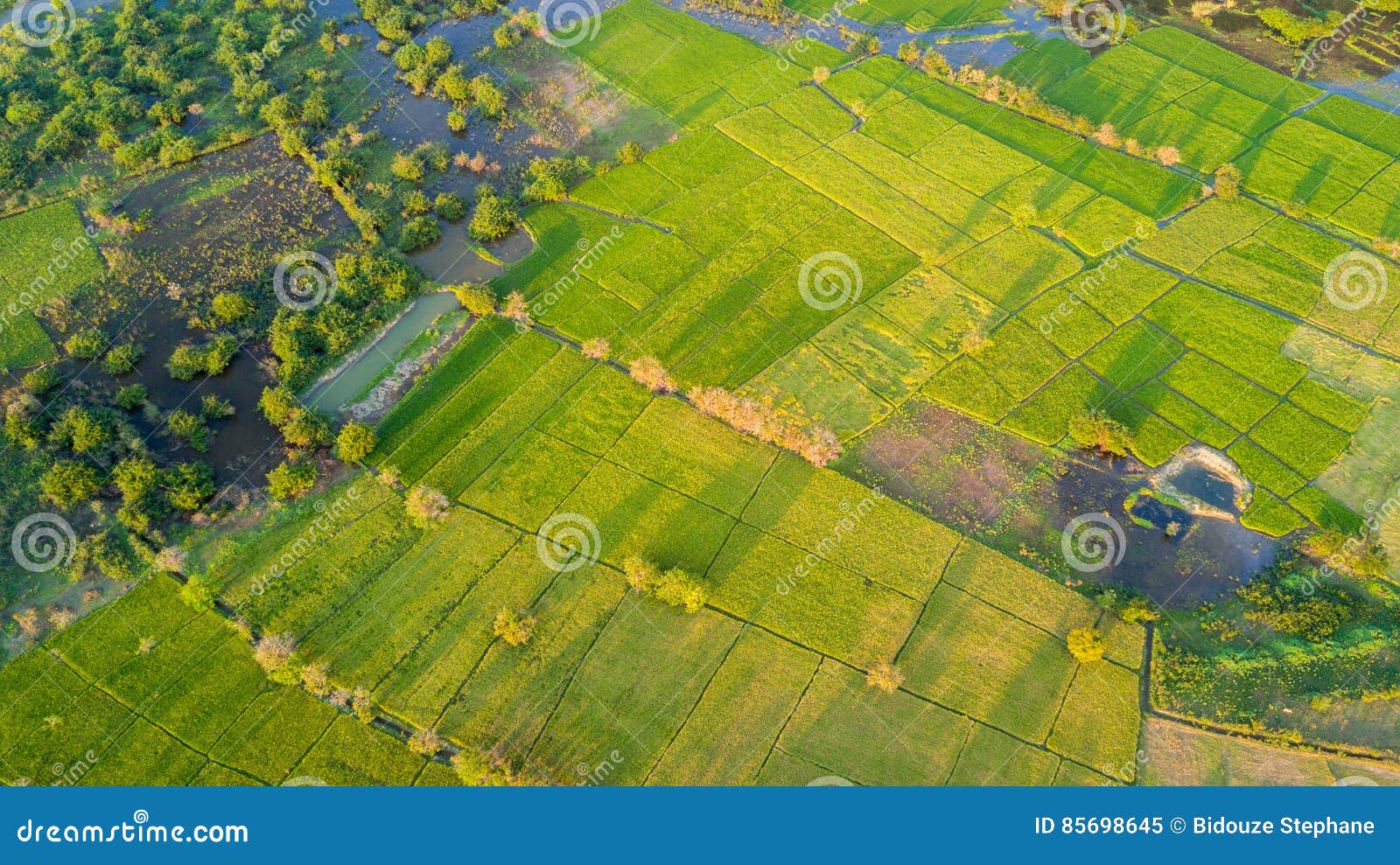 Top View of Rice Field in Myanmar Stock Image - Image of field ...