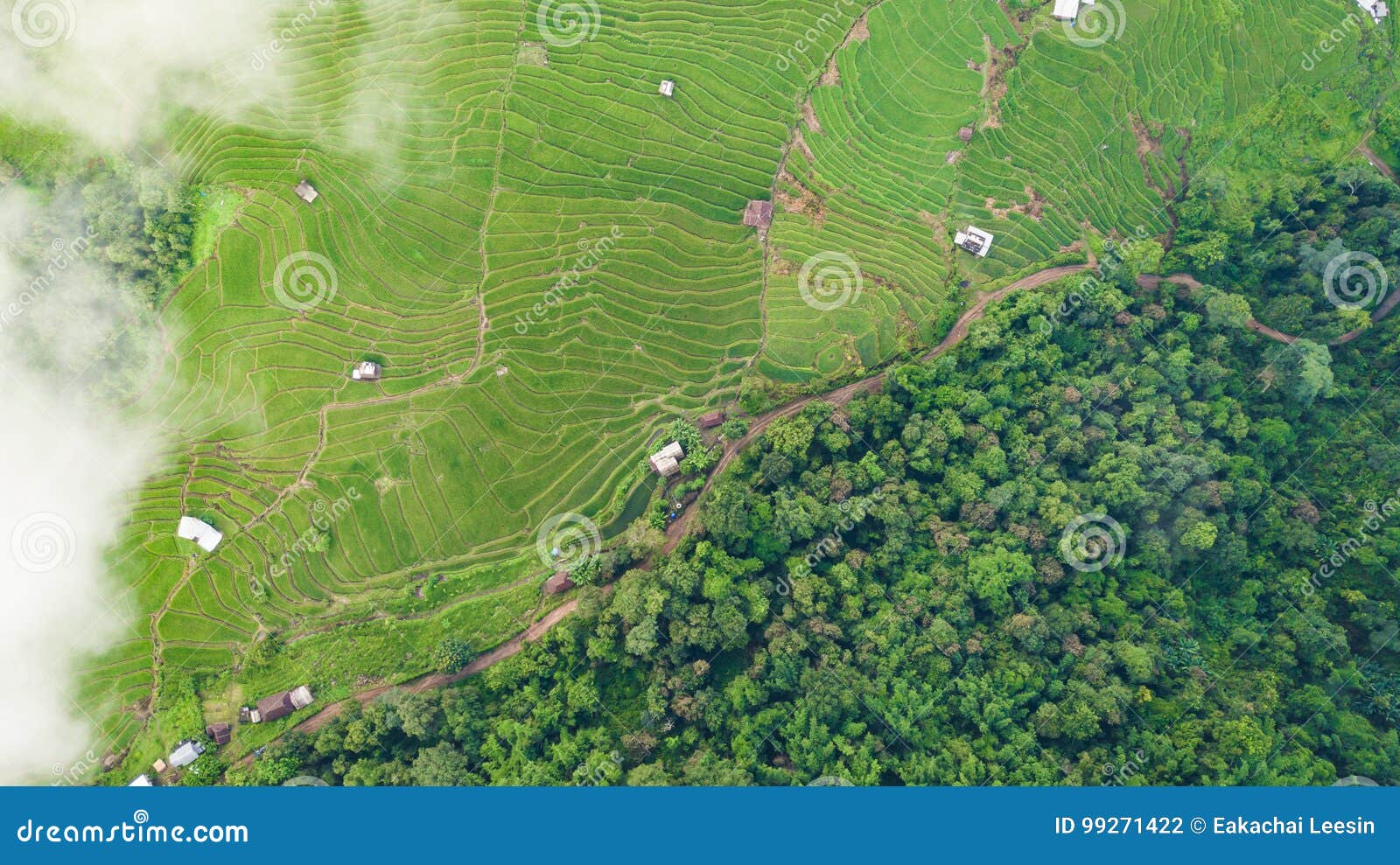 Top View of the Rice Paddy Fields Stock Photo - Image of aerial, grassy ...