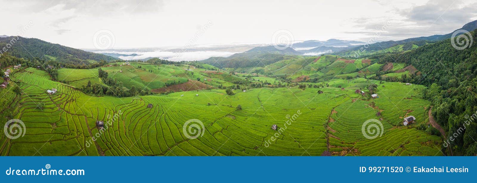 Top View of the Rice Paddy Fields Stock Photo - Image of harvest ...