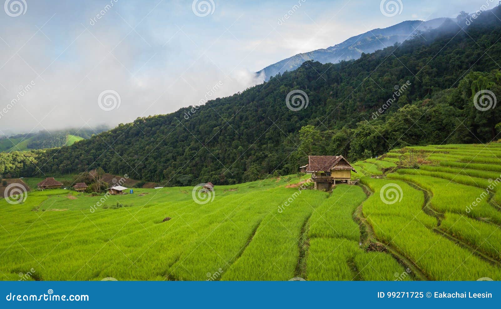 Top View of the Rice Paddy Fields Stock Image - Image of farmland ...