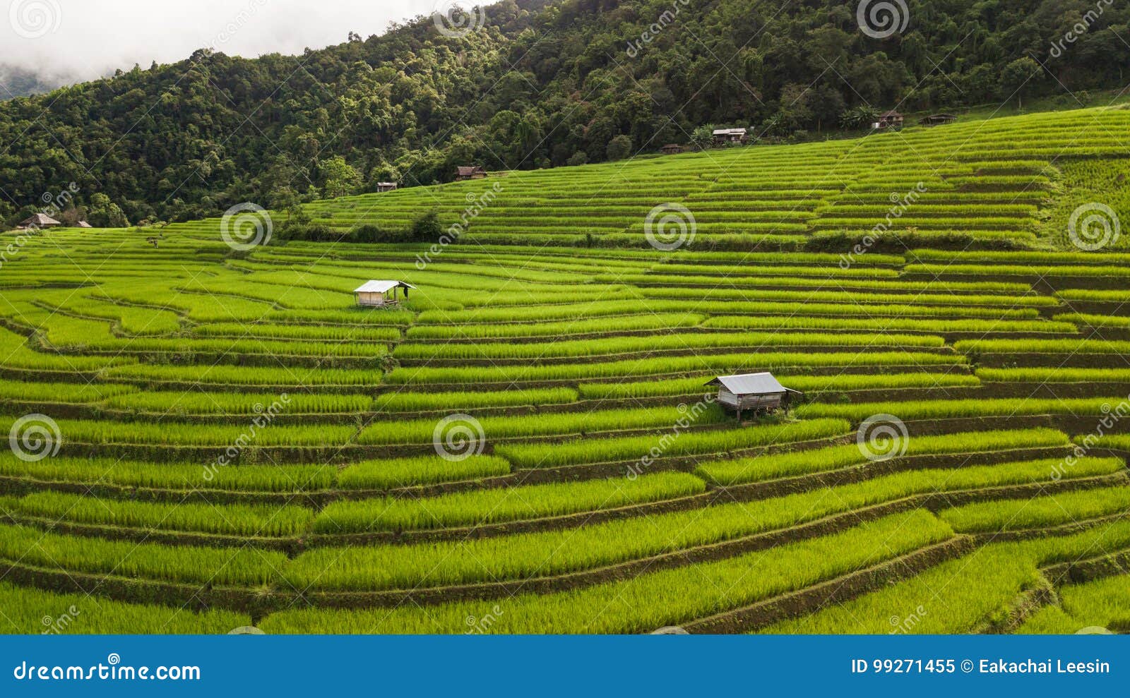 Top View of the Rice Paddy Fields Stock Image - Image of land, growth ...