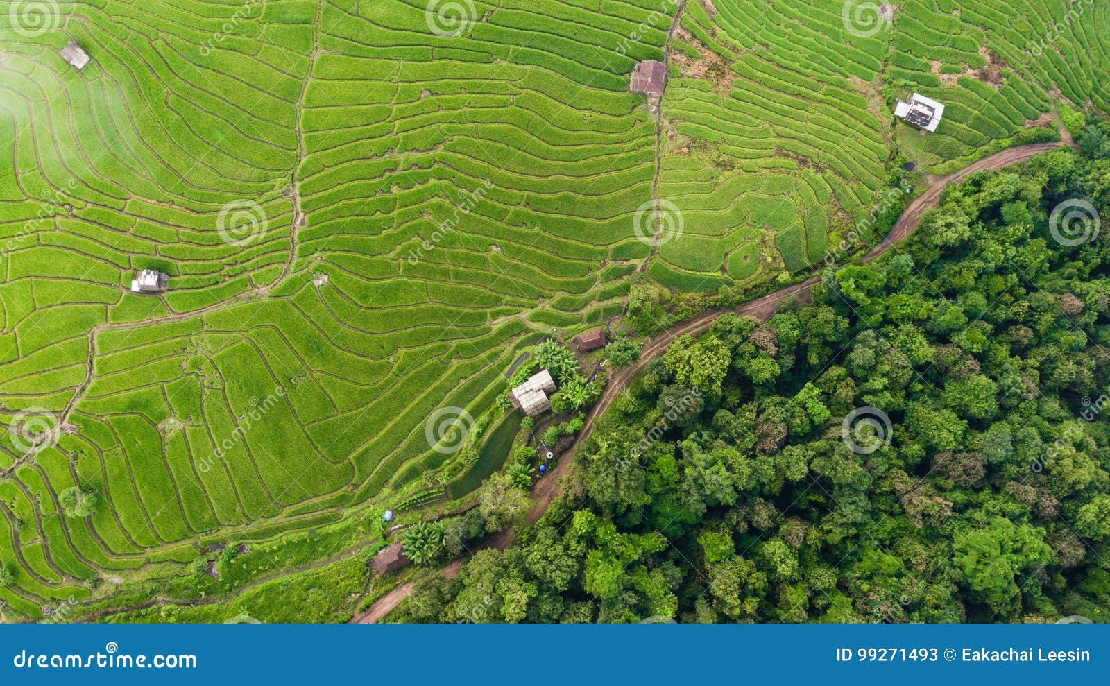 Top View of the Rice Paddy Fields Stock Image - Image of beauty ...