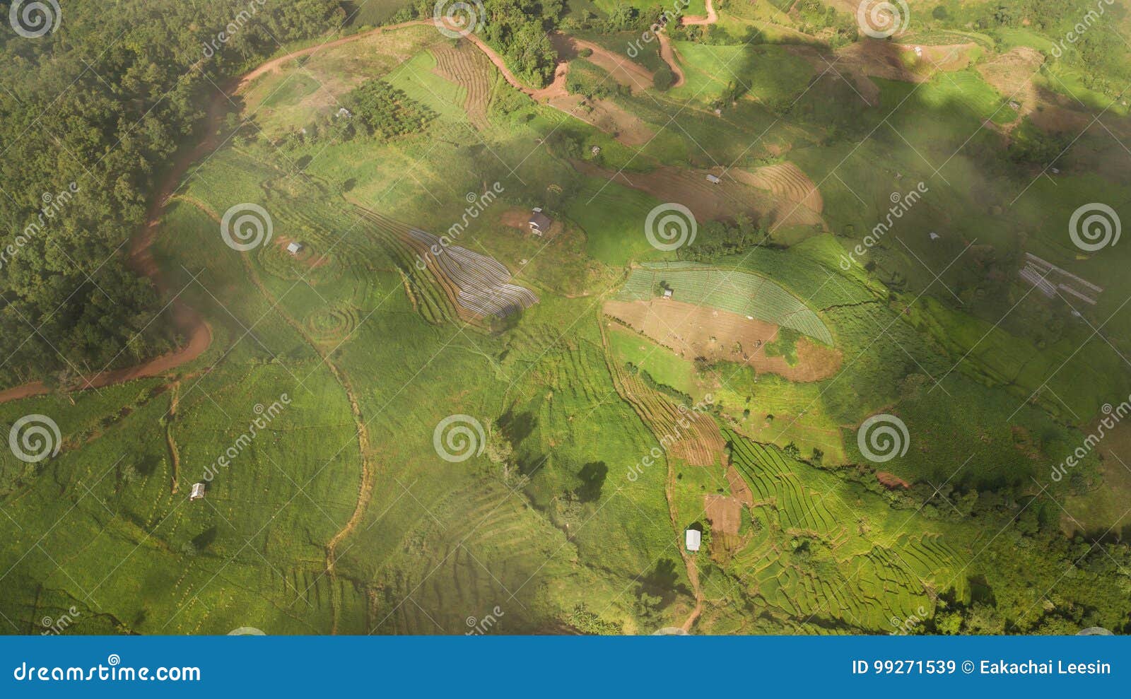 Top View of the Rice Paddy Fields Stock Image - Image of grassy, beauty ...