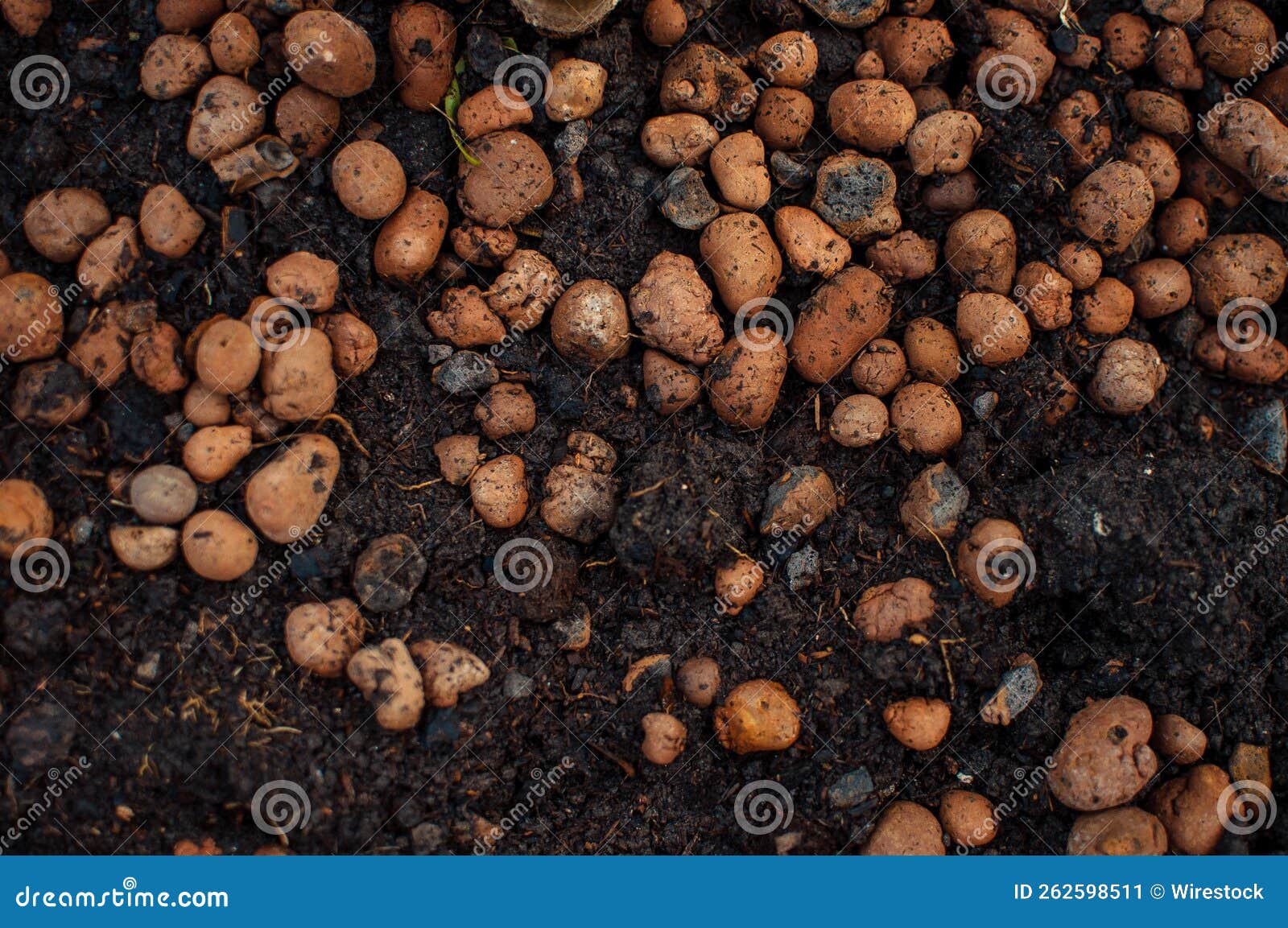Top View of Ripe Potatoes on a Wet Ground after the Rain Stock Image ...