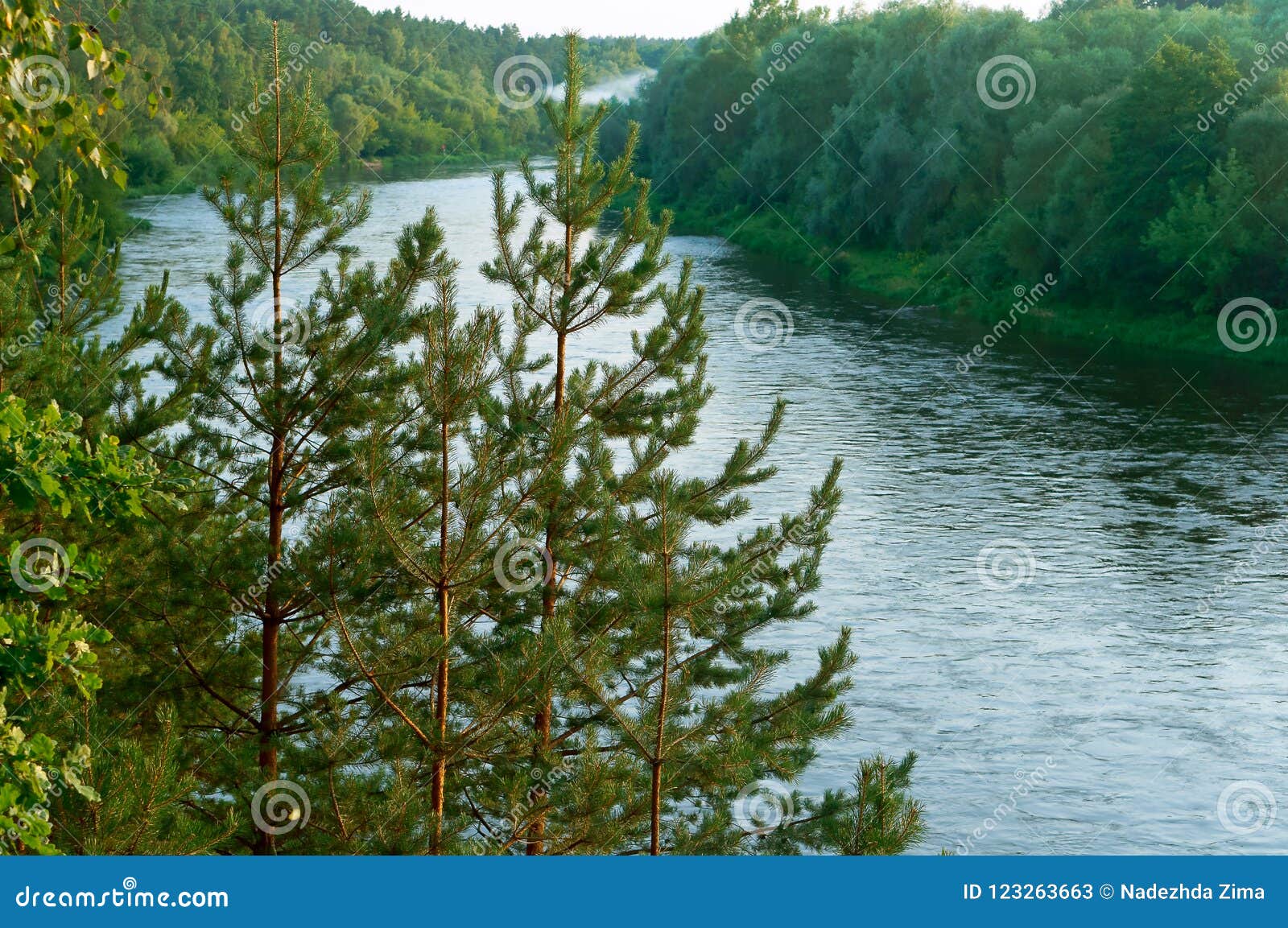 The River is Seen through the Spruce Trees, Top View of the River Stock ...