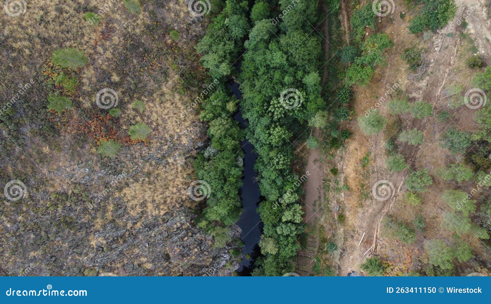 Top View of a River Surrounded with Green Trees Stock Photo - Image of ...
