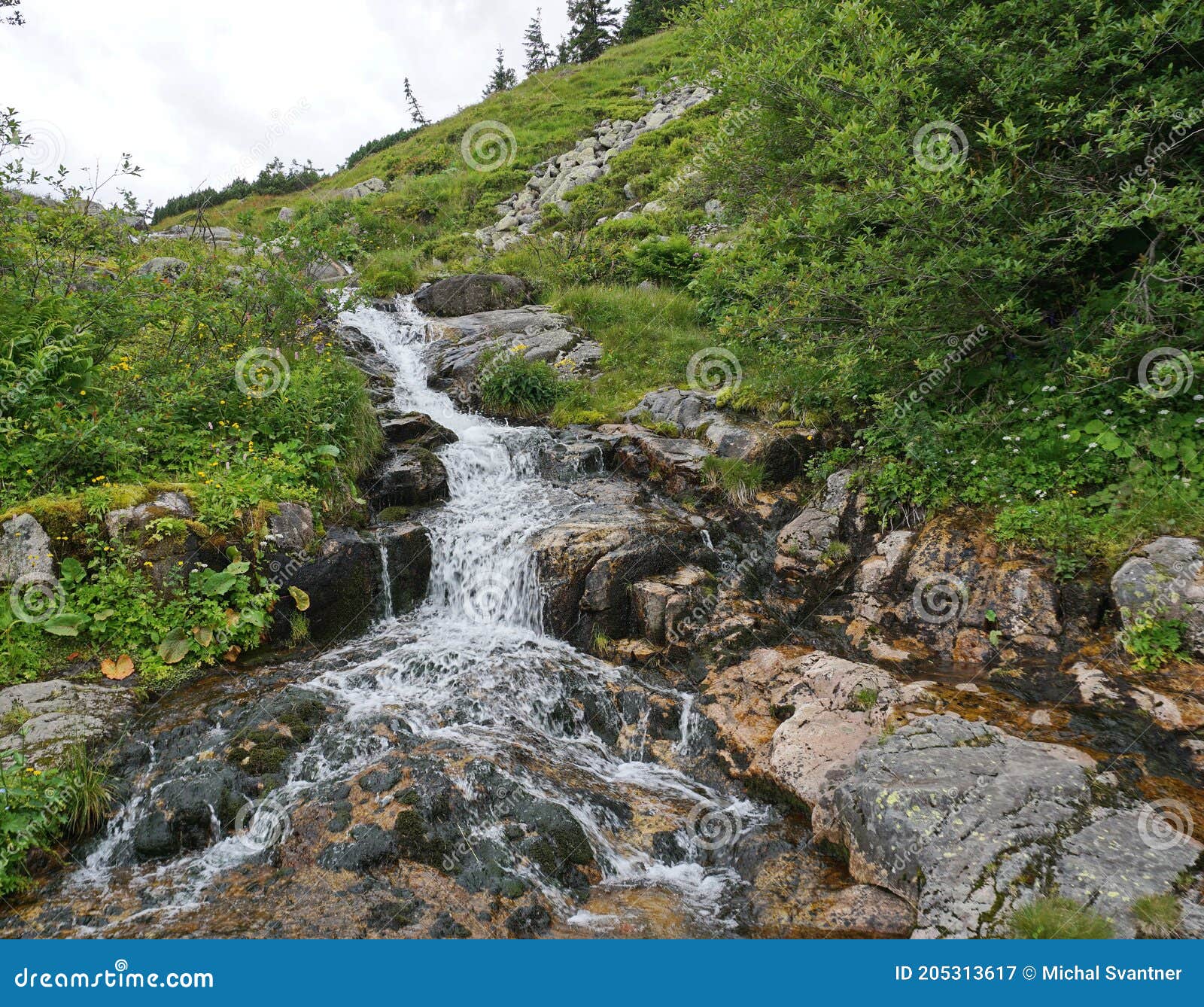 Bottom View of a Mountain Stream with Waterfalls and Green Plants ...