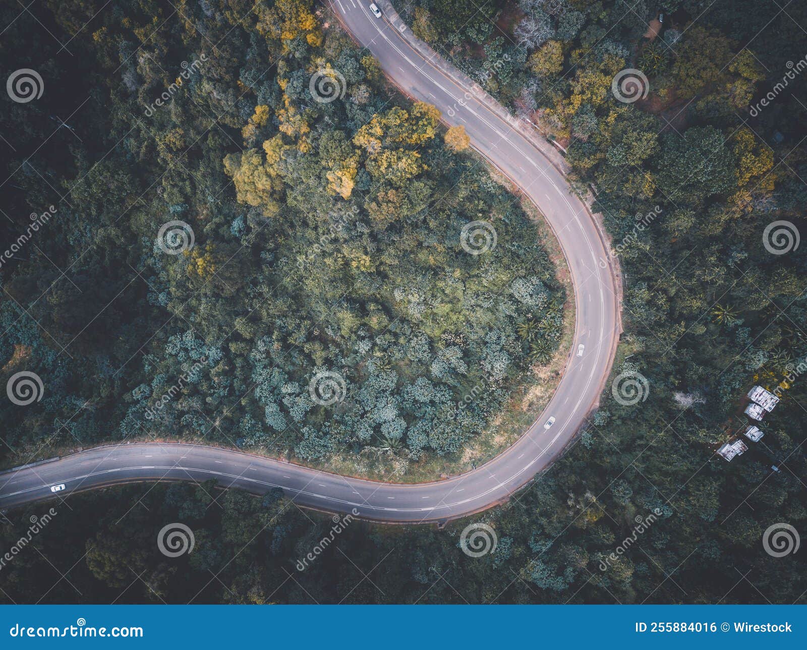 Top View of a Road in a Forest Stock Photo - Image of forest, nature ...