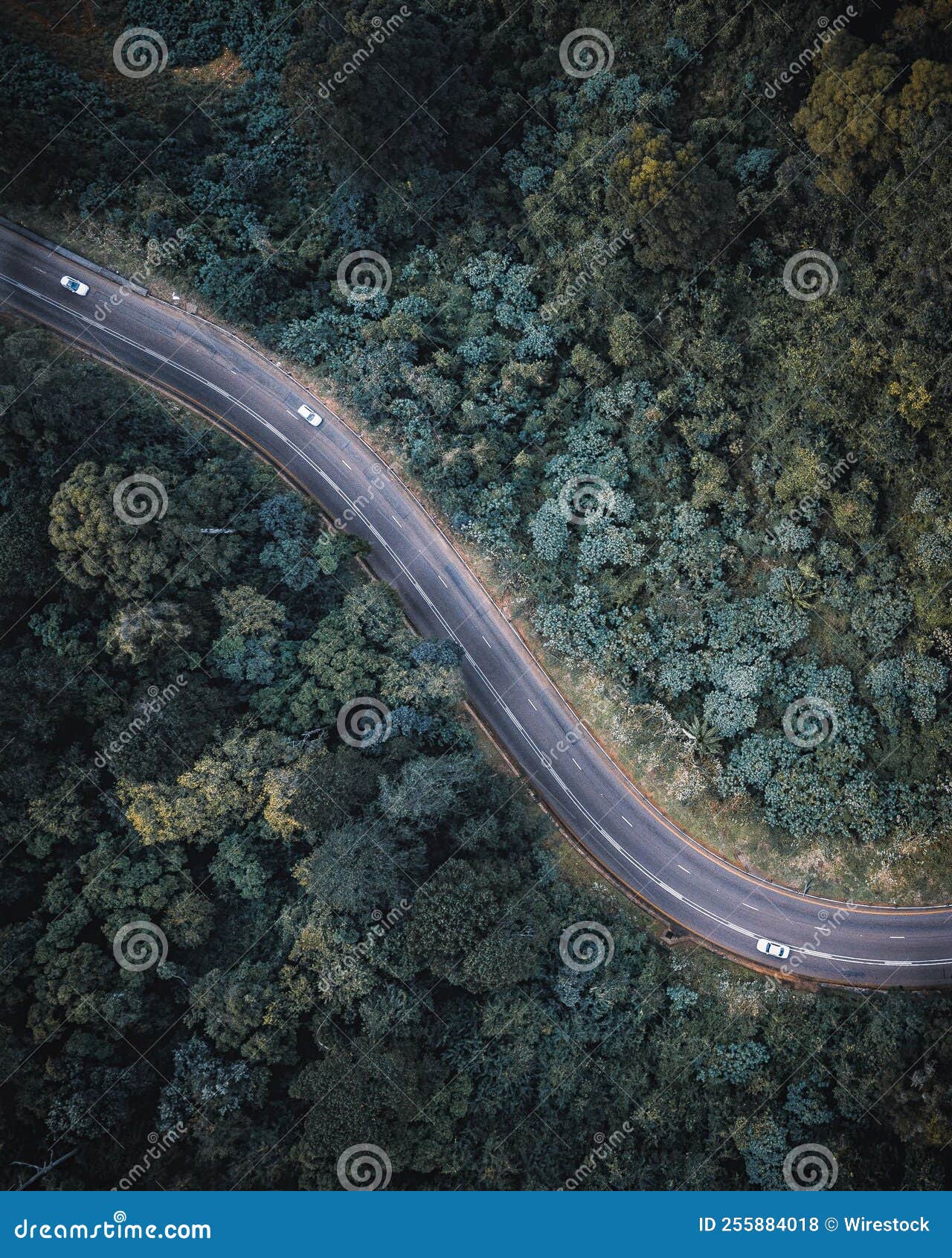 Top View of a Road in a Forest Stock Photo - Image of scenic, nature ...