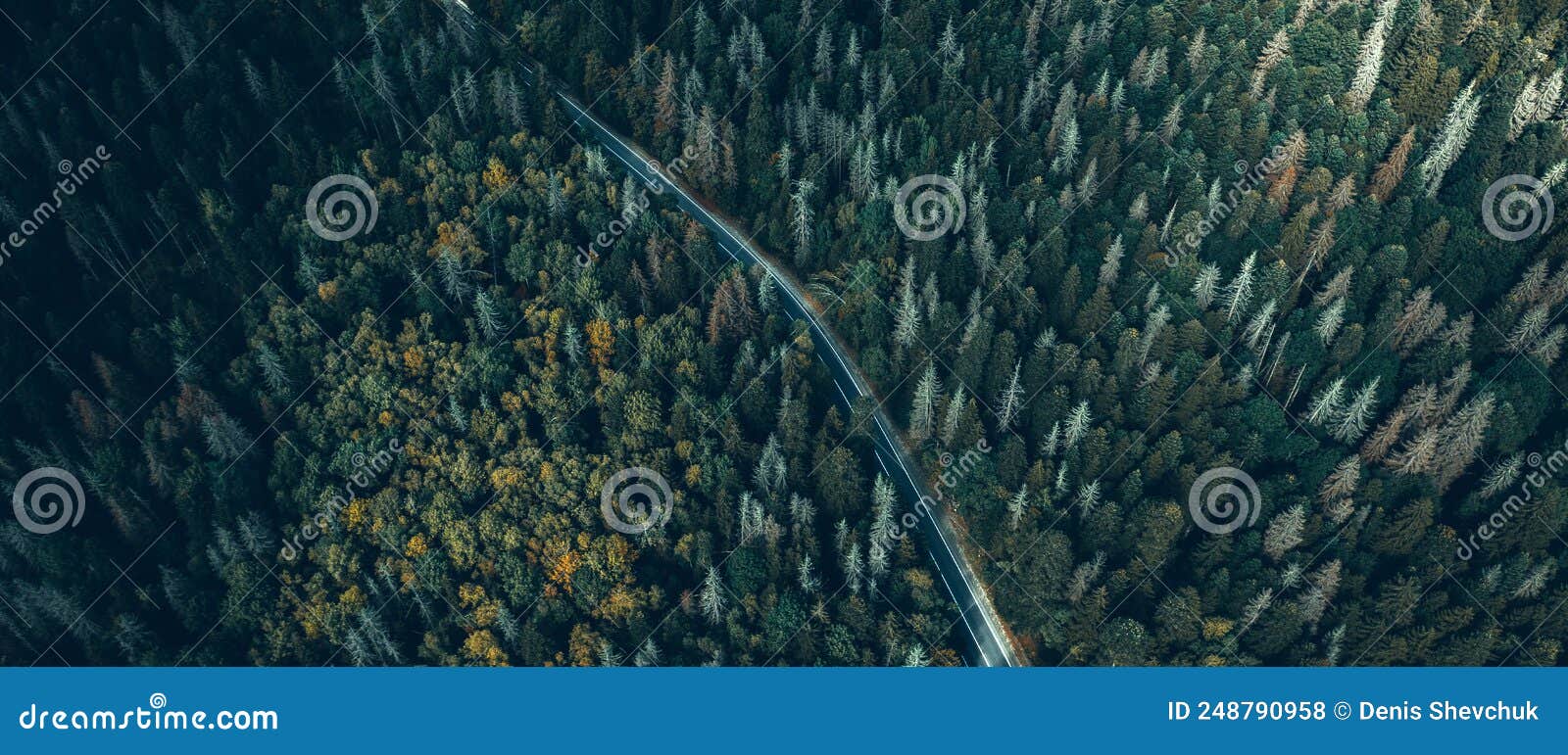 Top View of the Road through the Forest Stock Photo - Image of wood ...