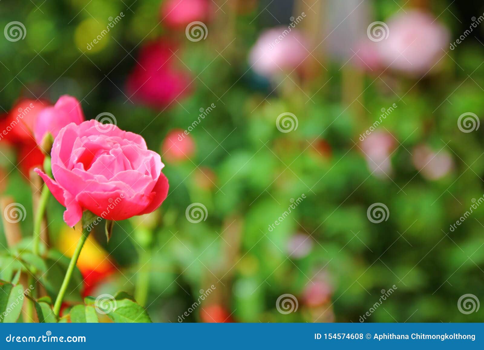 Rose with Water Drop in Garden Stock Photo - Image of petal, flower ...