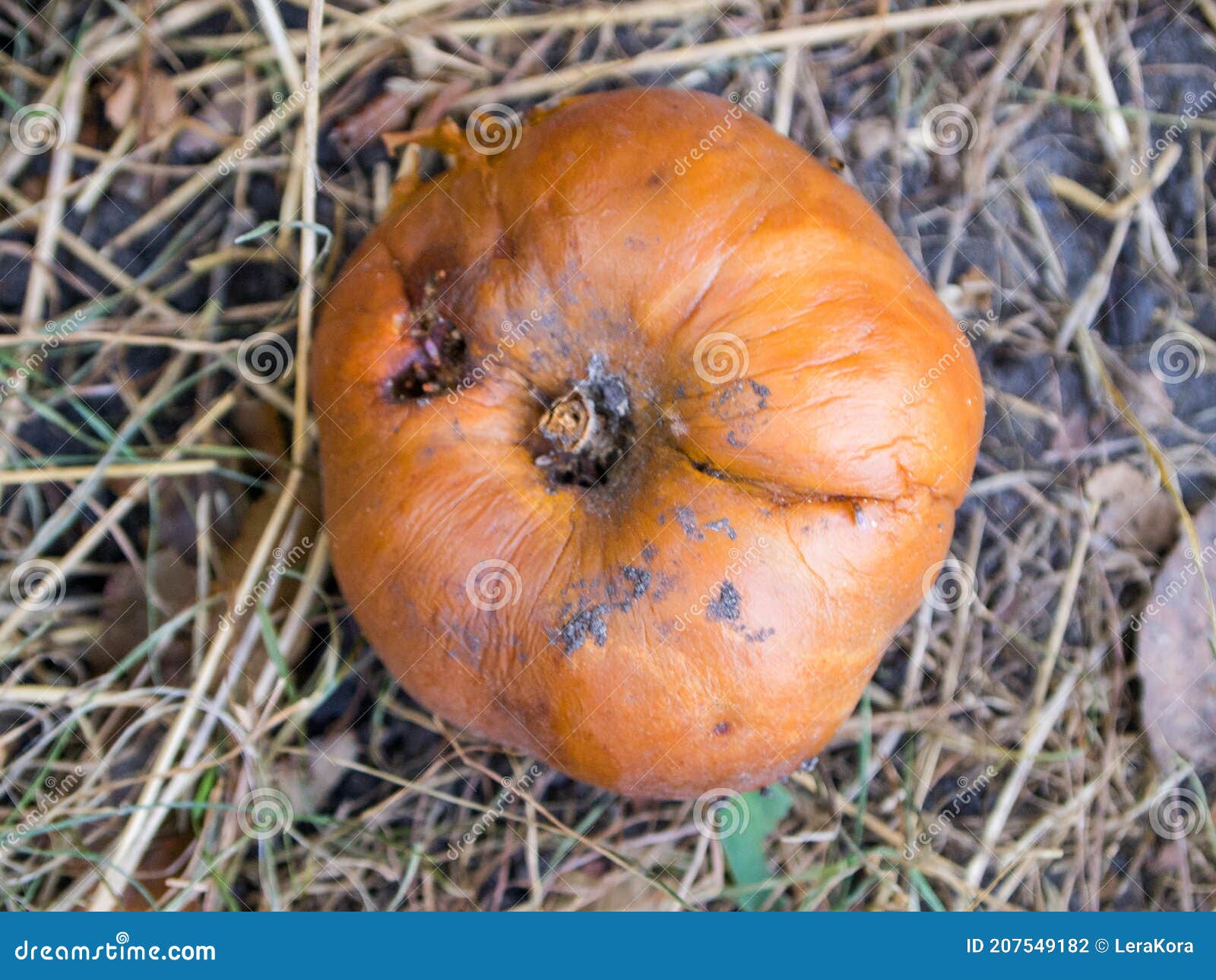 Top View of a Rotten Apple in the Hay Stock Photo - Image of food ...