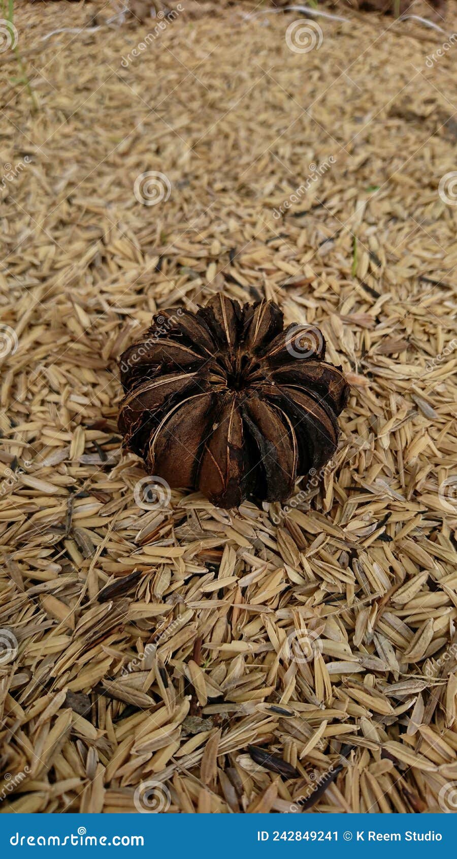 The Top View of Rotting Fruit on Dry Rice Stock Image - Image of ...