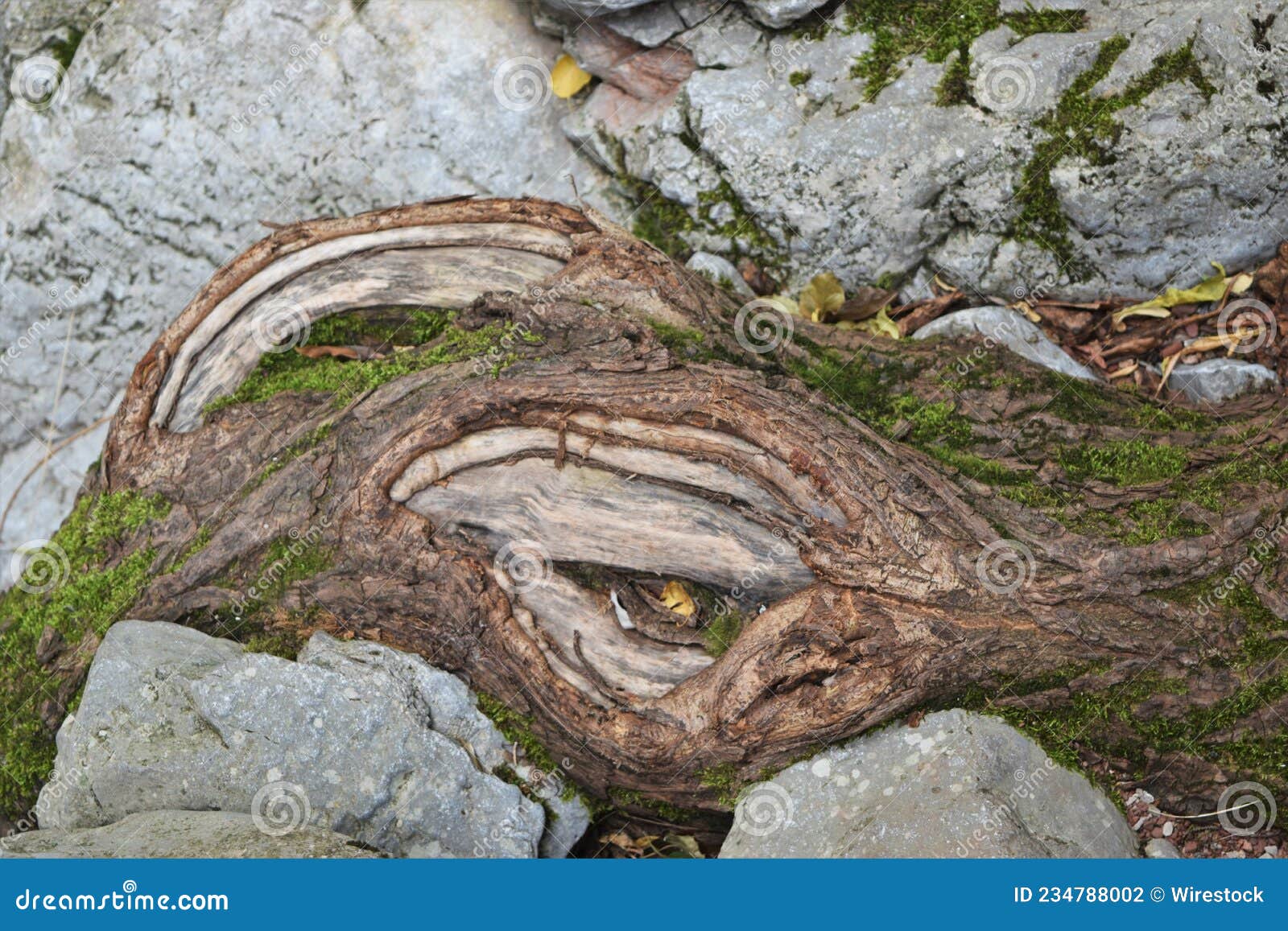Top View of the Rough Surfaced Roots of a Tree Surrounded by Rocks ...