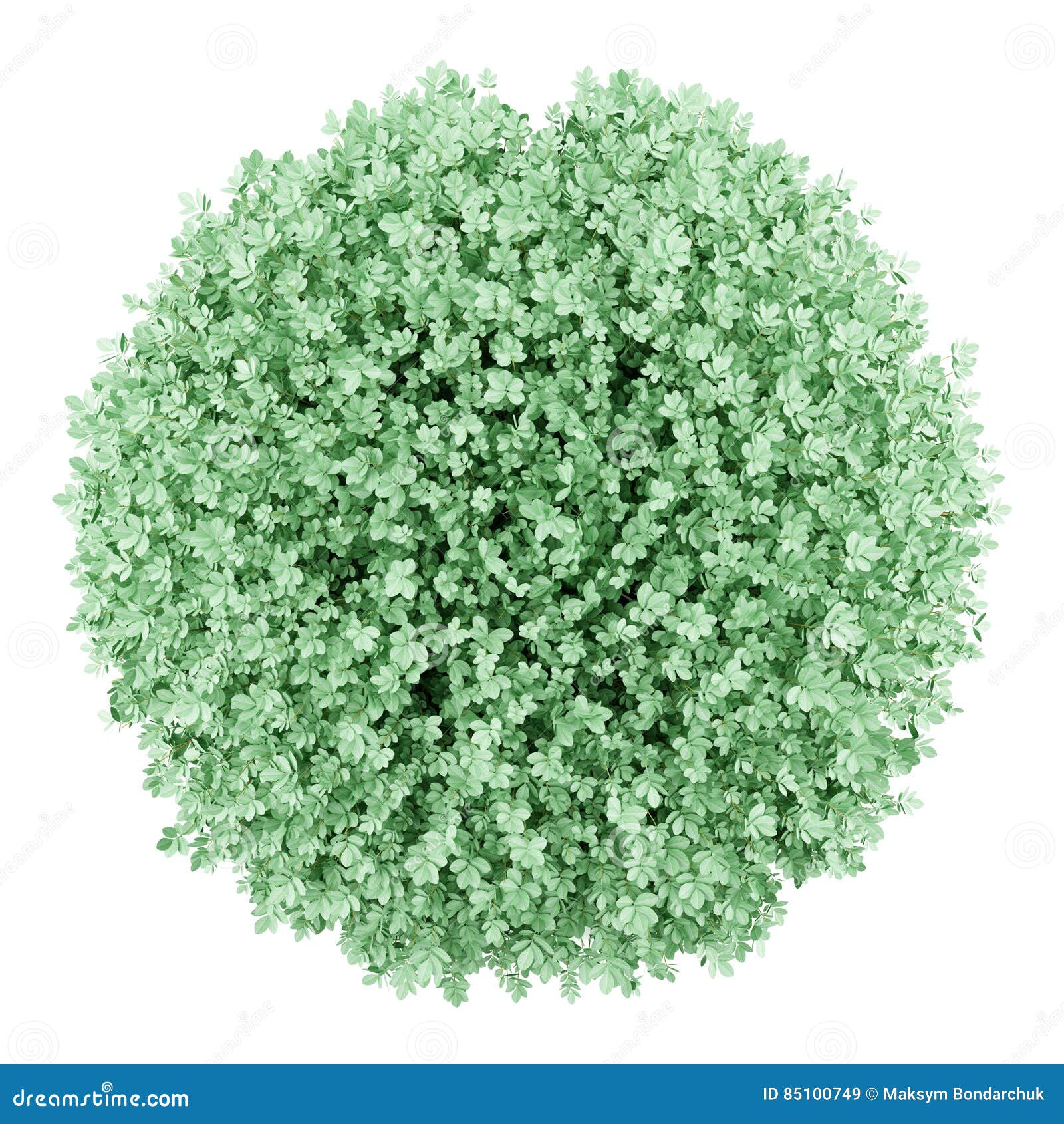 Top View of Round Boxwood Plant Isolated on White Stock Illustration ...
