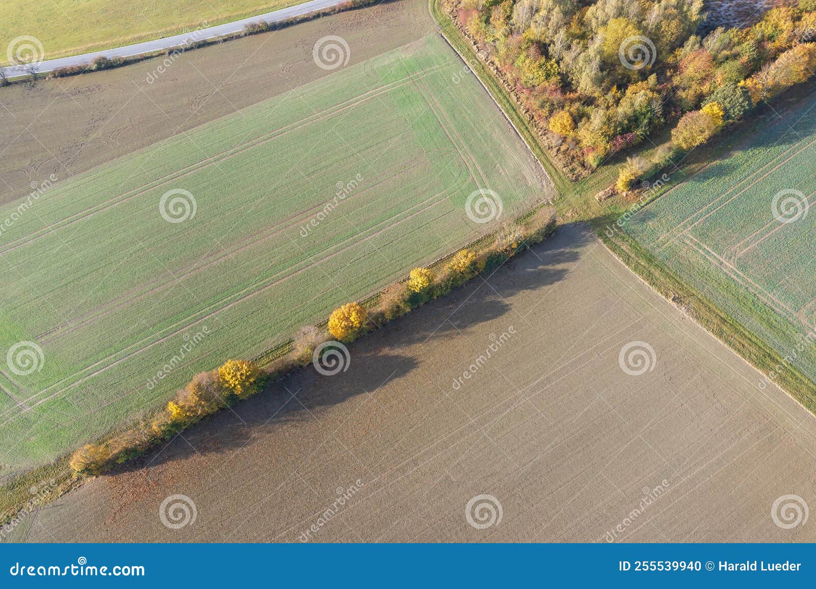 Top View of a Row of Trees between Two Fields Stock Photo - Image of ...