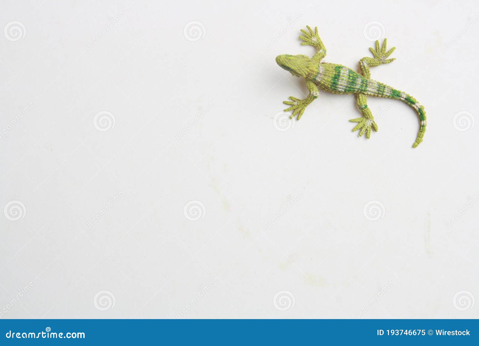 Top View of the Rubber Lizard Toy Isolated on a White Background Stock ...