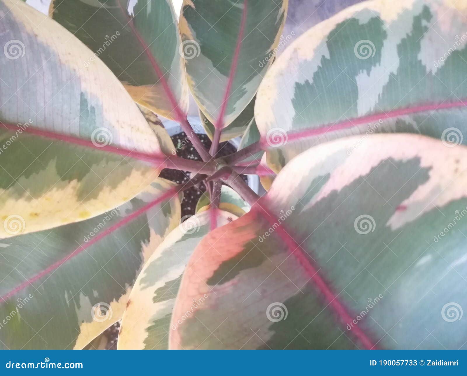 Top View of Rubber Plant or Ficus Elastica Stock Image - Image of ...