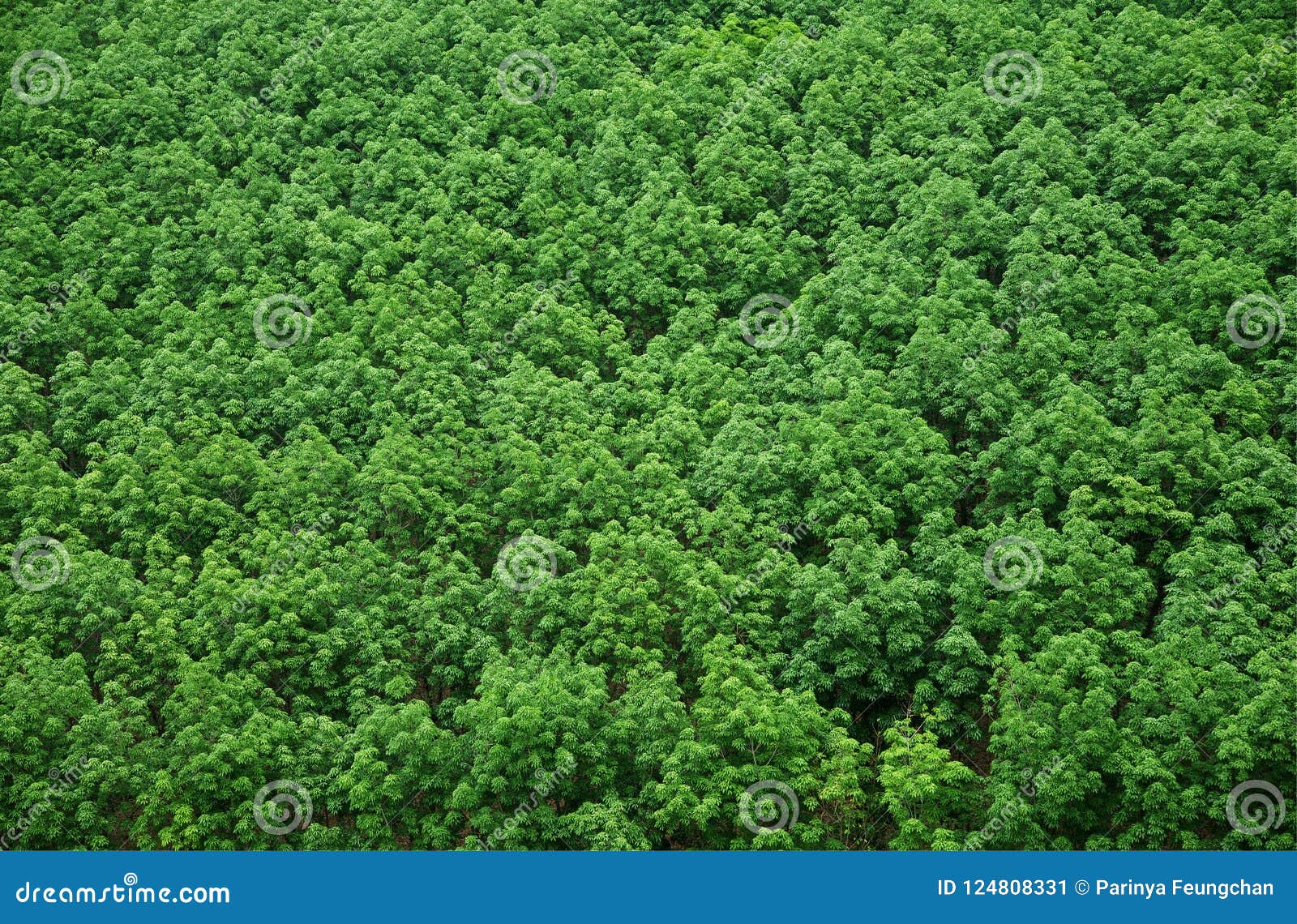 Top View of Rubber Tree and Leaf Plantation Stock Image - Image of ...