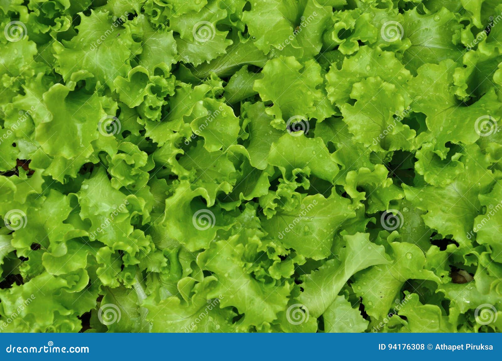 Top View of Salad Vegetable Texture Stock Photo - Image of garden ...