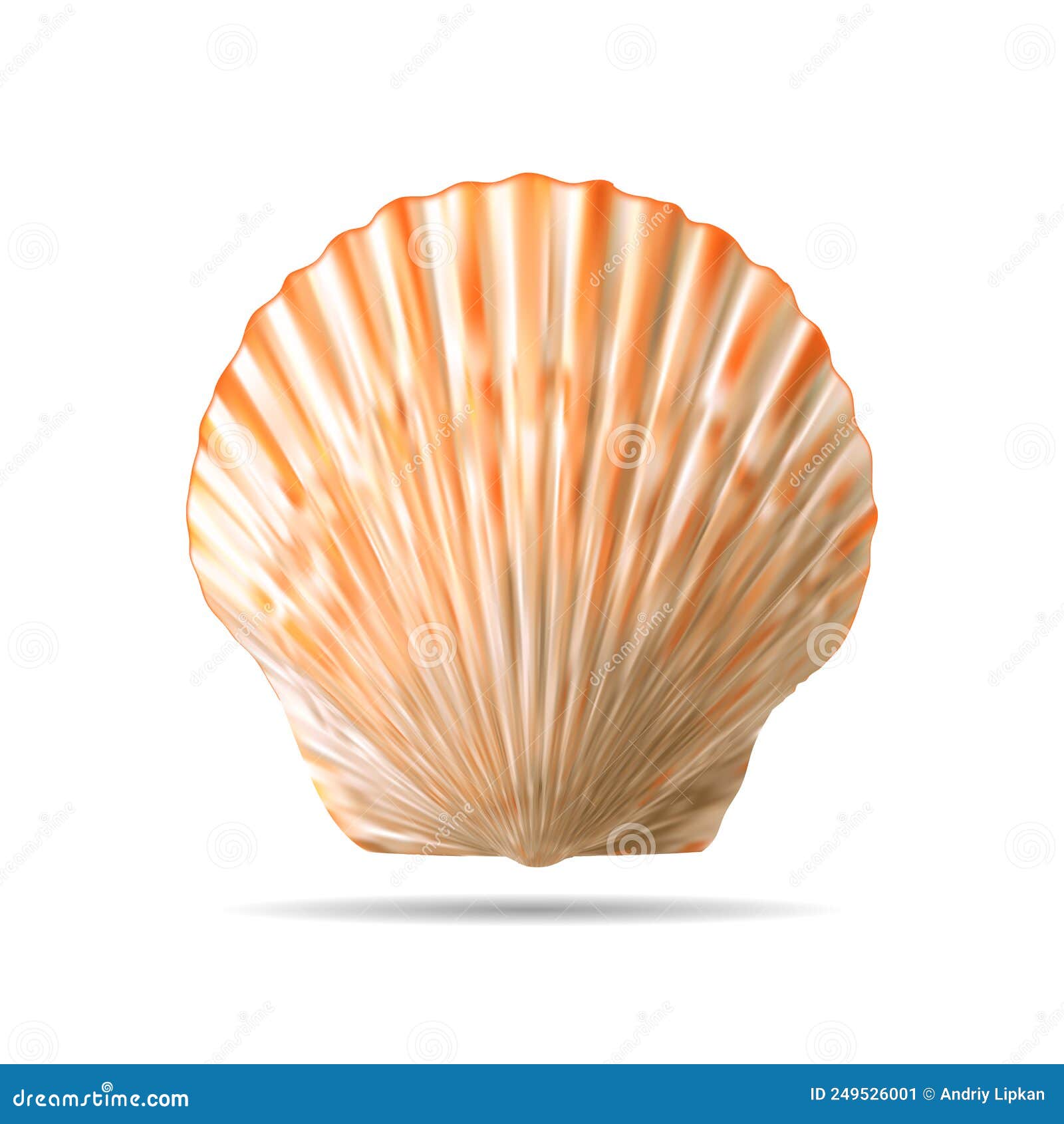 Top View of Scallops Shell Isolated on White Stock Vector ...