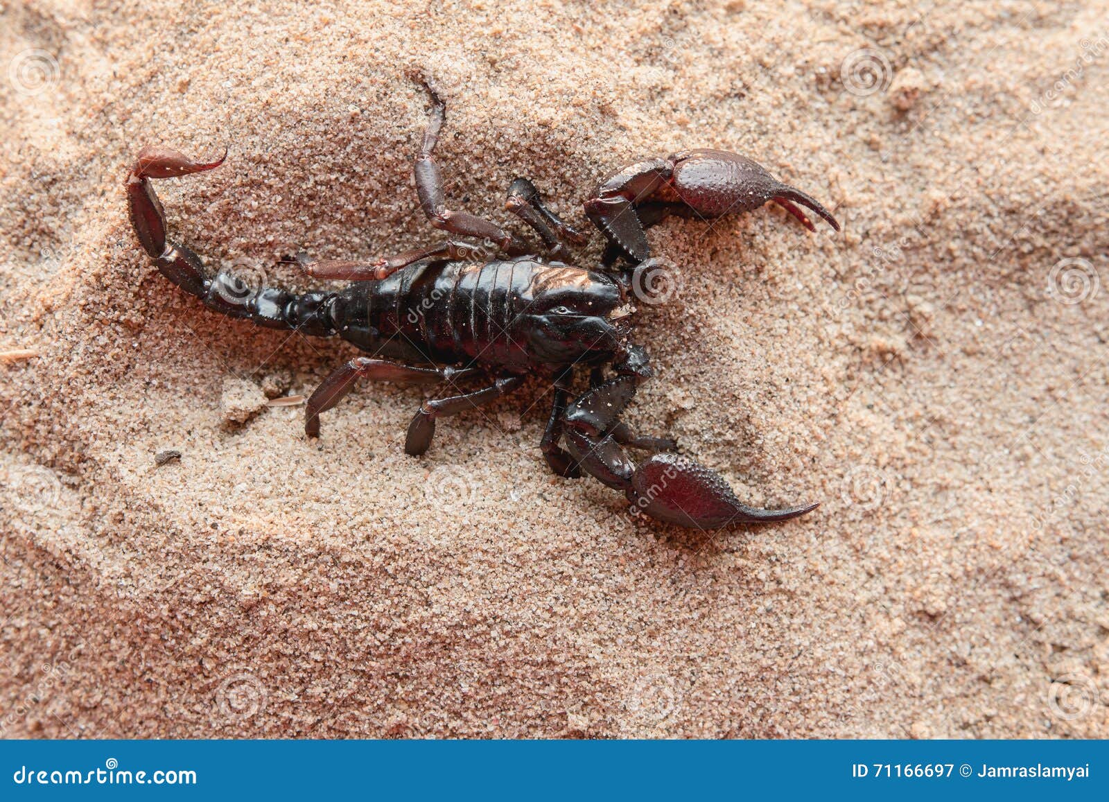 Top View Of Scorpion Royalty-Free Stock Photography | CartoonDealer.com ...
