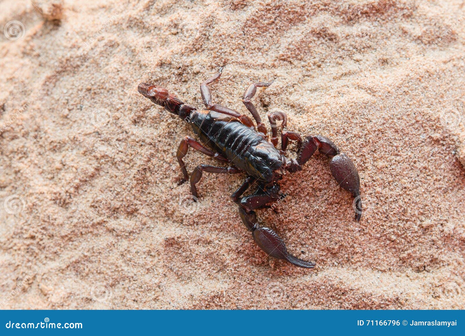 Top View Scorpion on the Sand Stock Photo - Image of nippers, fear ...