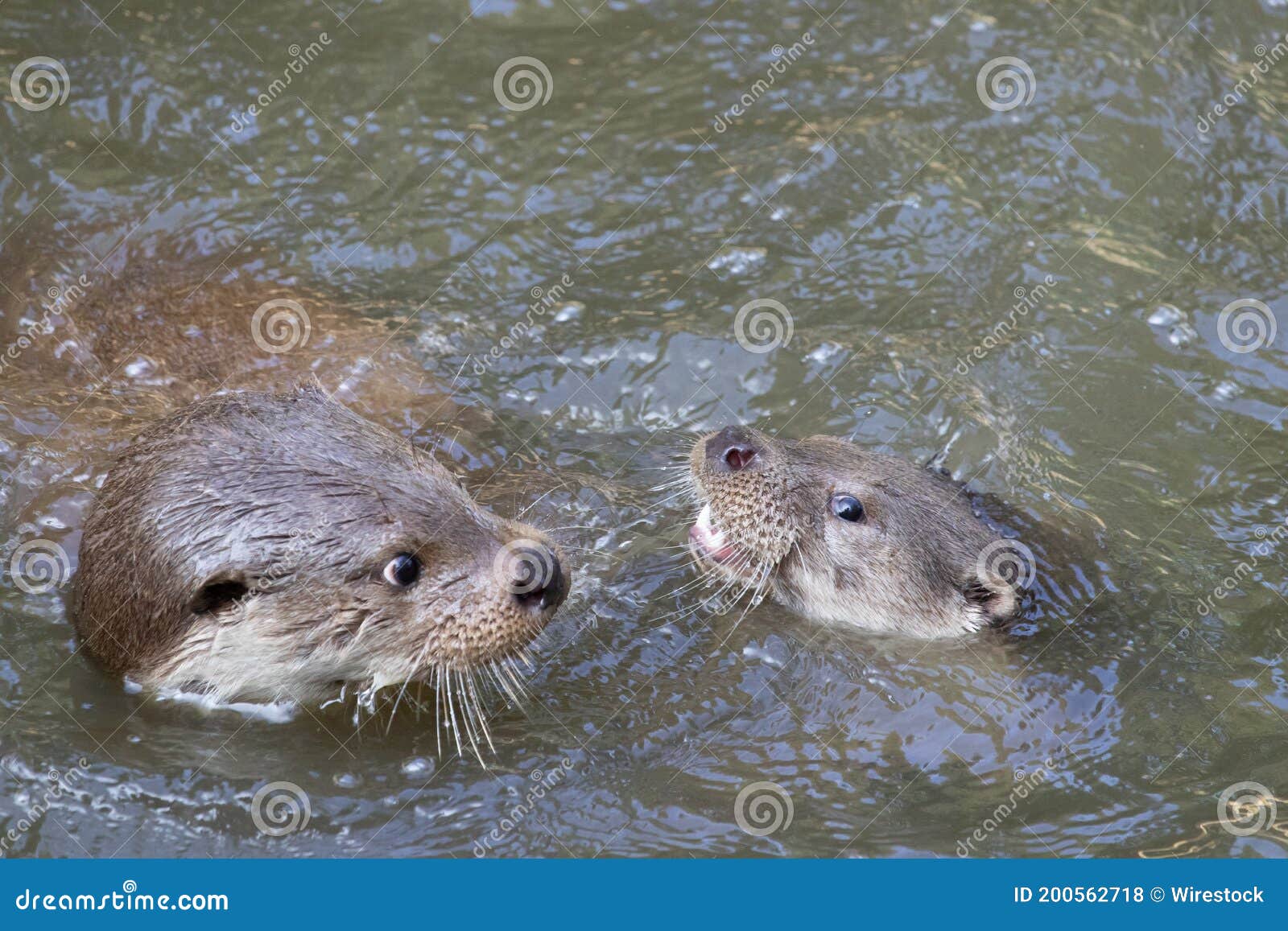 Top View of Sea Otters Swimming on the Water Stock Photo - Image of ...