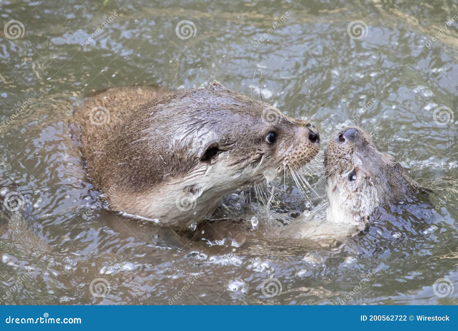 Top View of Sea Otters Swimming on the Water Stock Photo - Image of ...