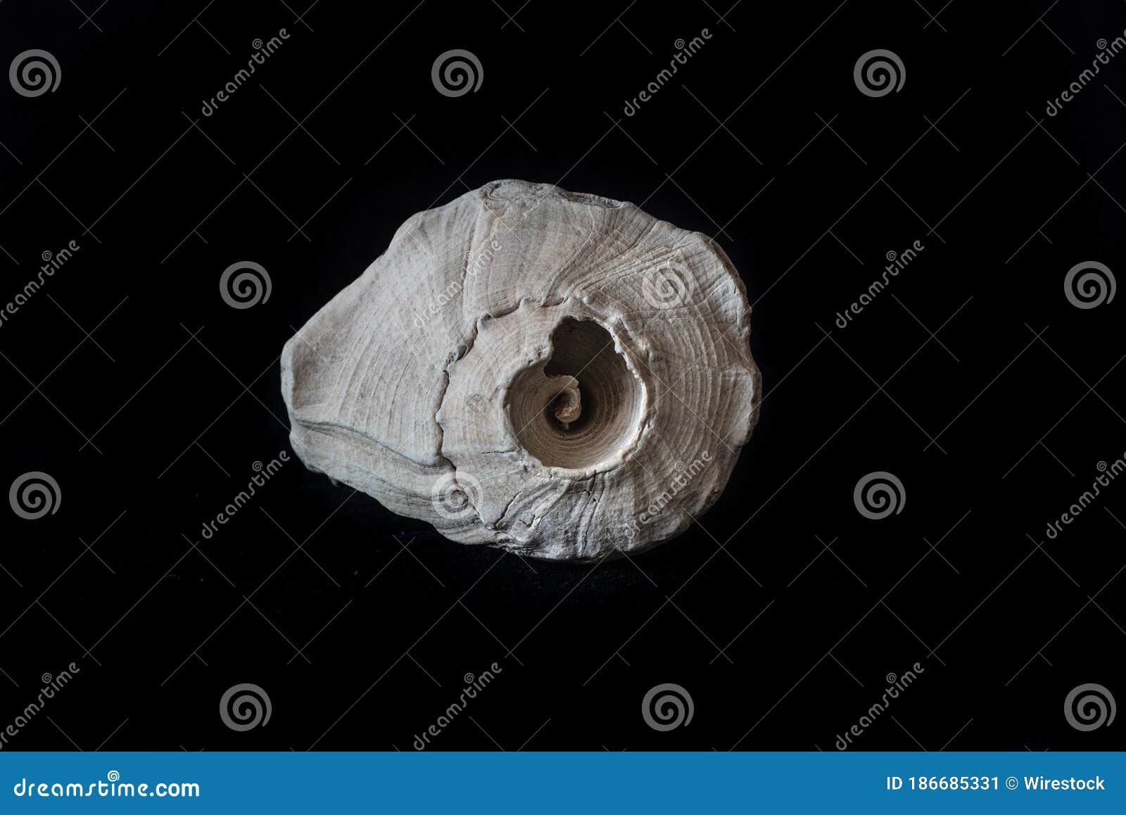 Top View of Sea Shell Isolated on a Black Background Stock Image ...