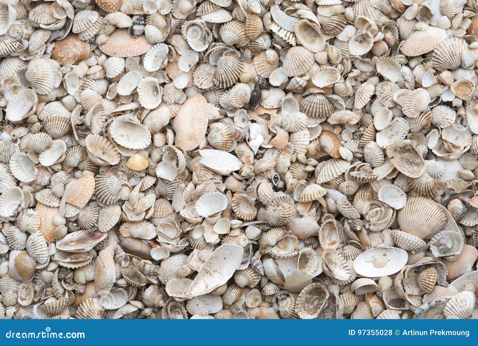 13,775 Top View Sea Shells Background Stock Photos - Free & Royalty ...