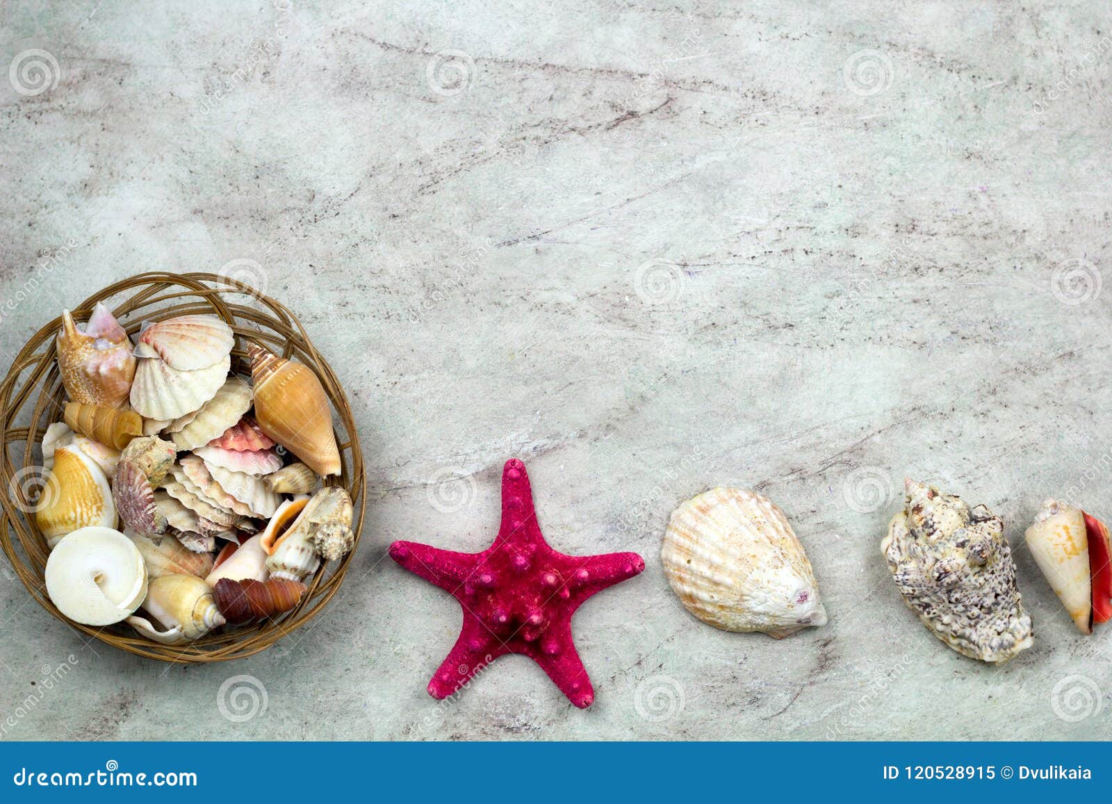 Top view sea shells stock image. Image of copy, seashell - 120528915