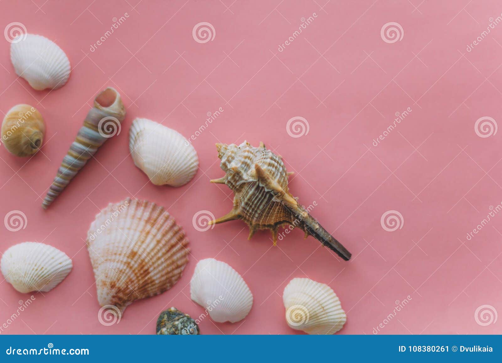 Sea shells pink background stock image. Image of beach - 108380261