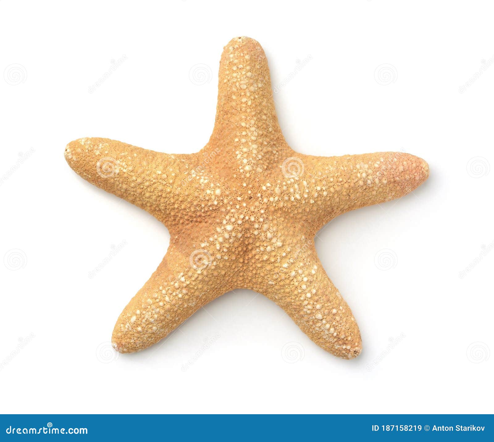 Top view of sea starfish stock image. Image of isolated - 187158219