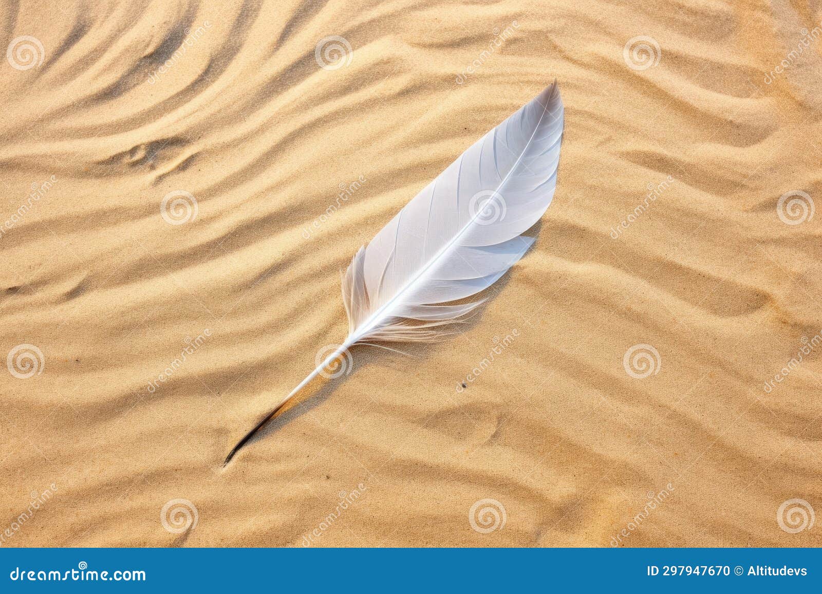 Top View of a Seagull Feather on a Sand Surface Stock Photo - Image of ...
