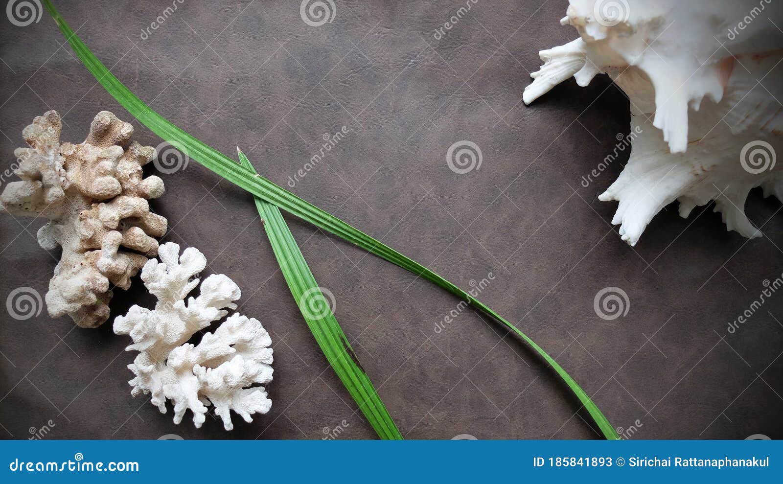 Top View Seashell, Conch Shell on Brown Background, Sea Elements ...