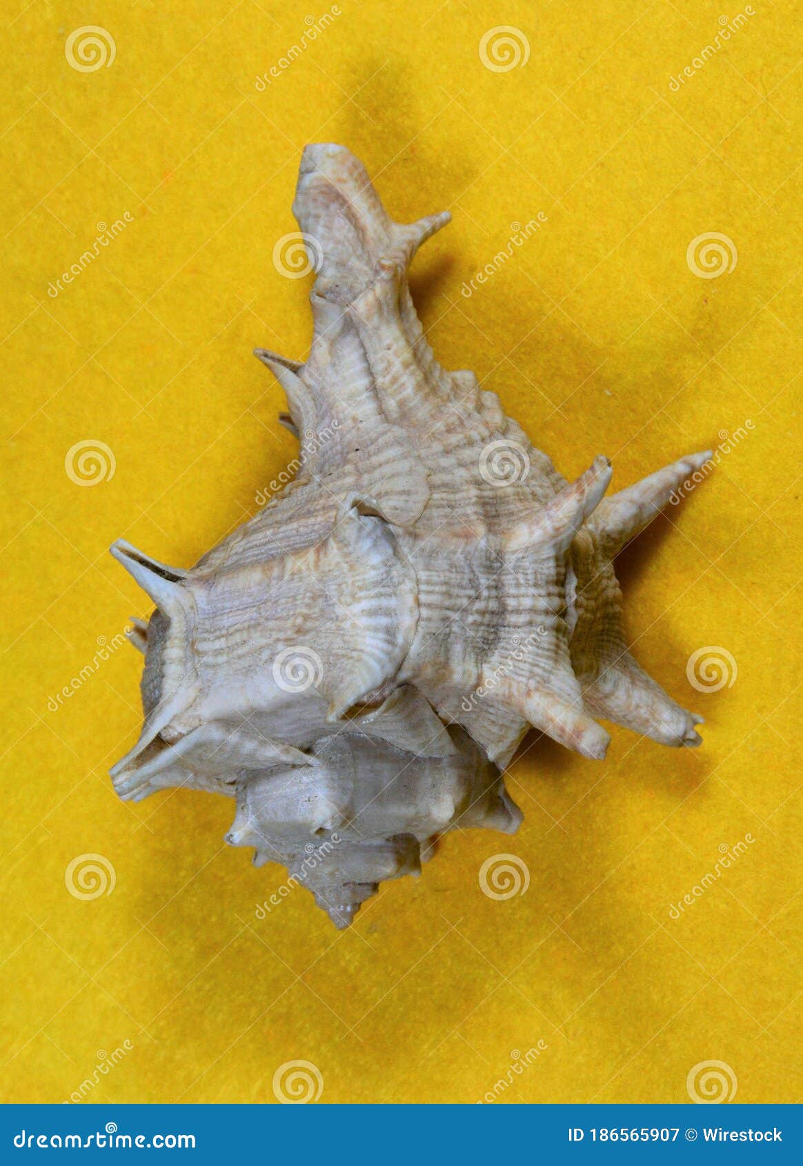 Top View of a Seashell Isolated on a Yellow Background Stock Image ...