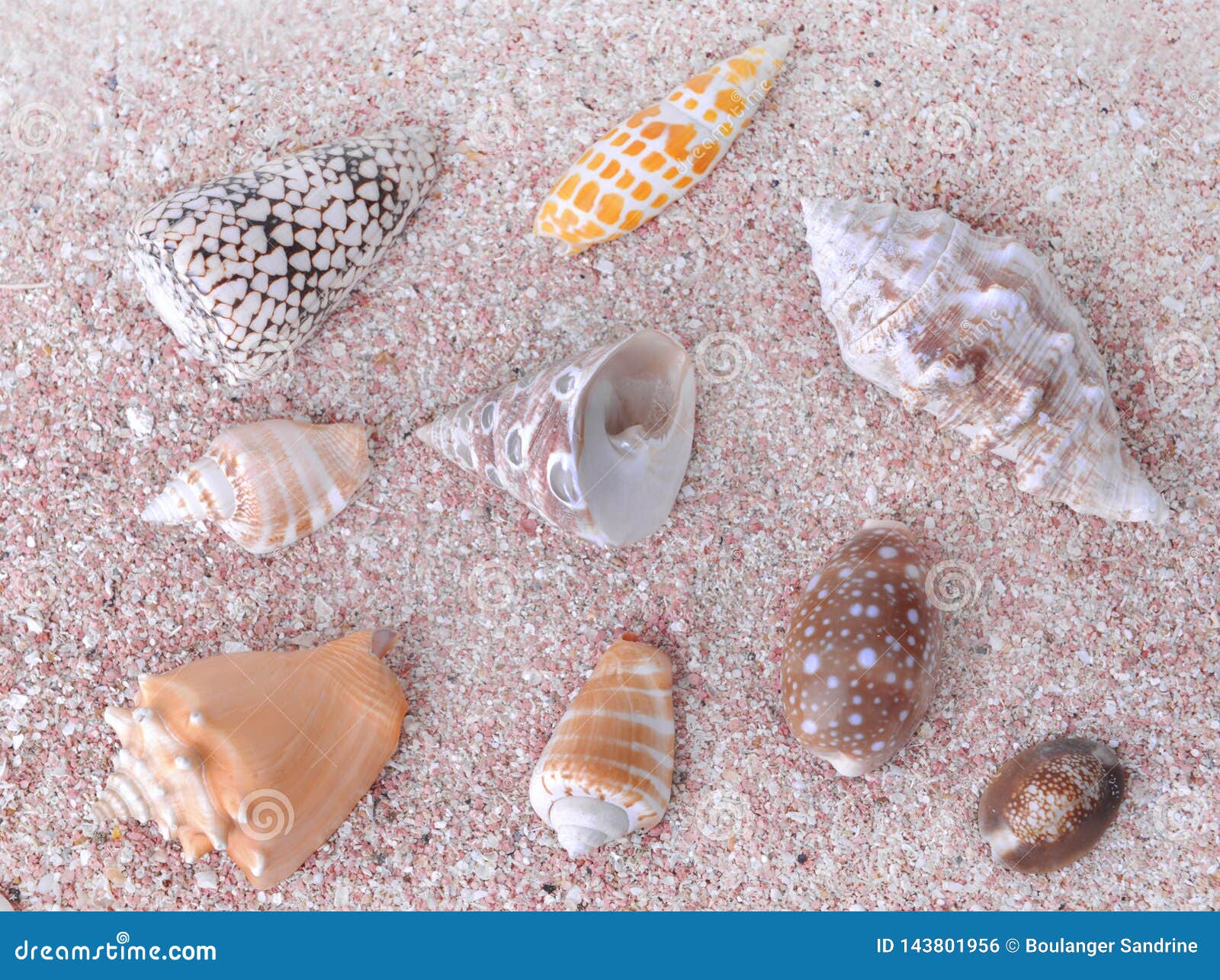 Seashells Collection in Pink Sand Stock Photo - Image of beach, shapes ...