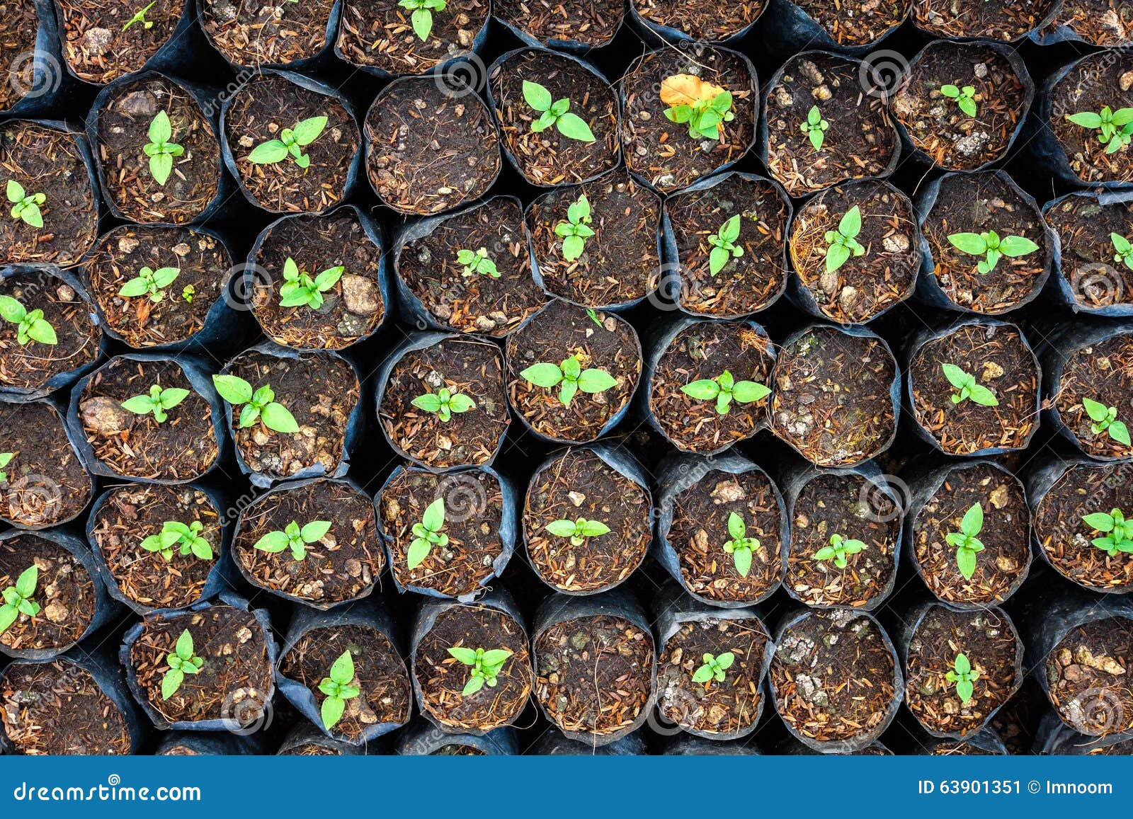 Top View Of Seedling Green Plant Growing In The Soil Royalty-Free Stock ...