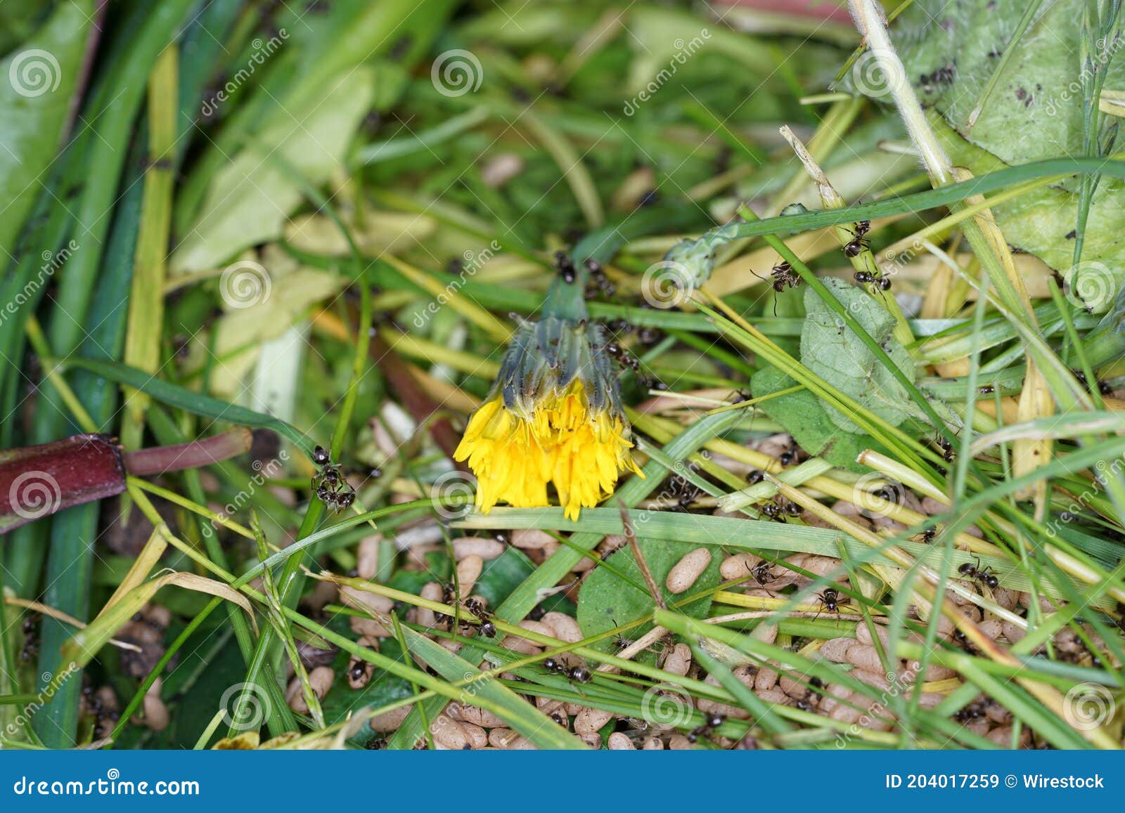 Top View Selective Focus Closeup of a Flower and Colony of Ants with ...