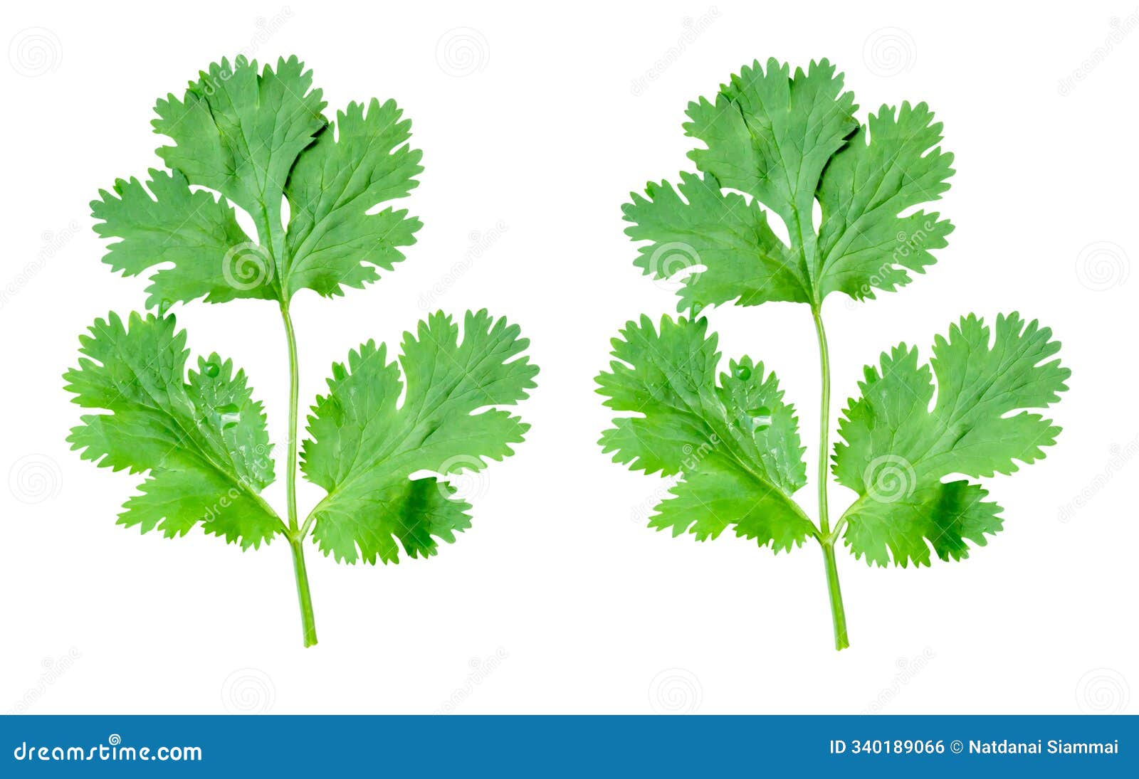 Top View Set of Fresh Green Coriander Leaves Isolated on White ...